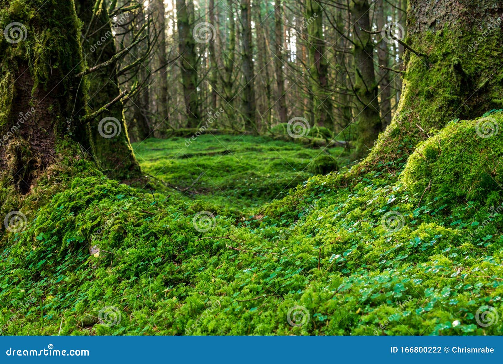 A Pine Forest Along the Cateran Trail in Perthshire, Scotland Stock ...
