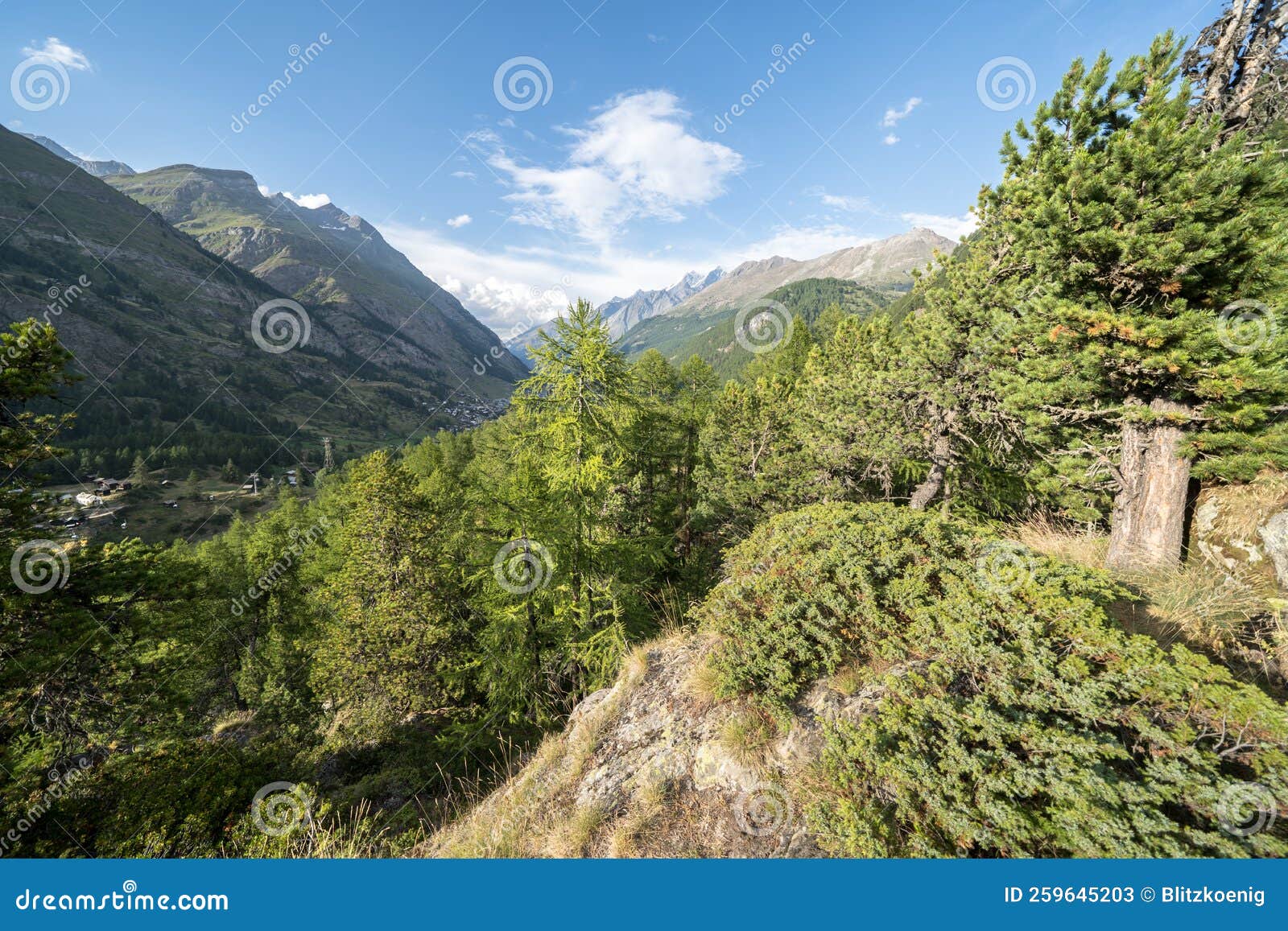 Pine forest in Alps stock image. Image of scenery, larches - 259645203