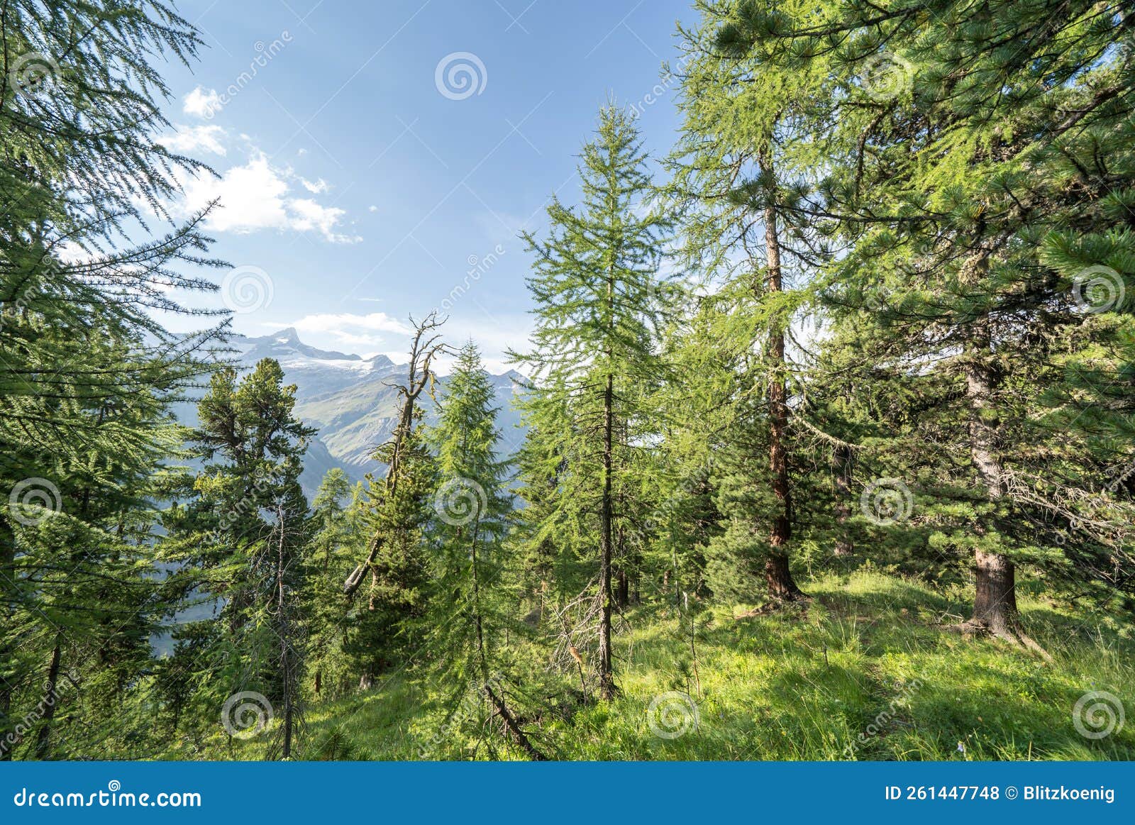 Pine forest in Alps stock photo. Image of sunset, nature - 261447748