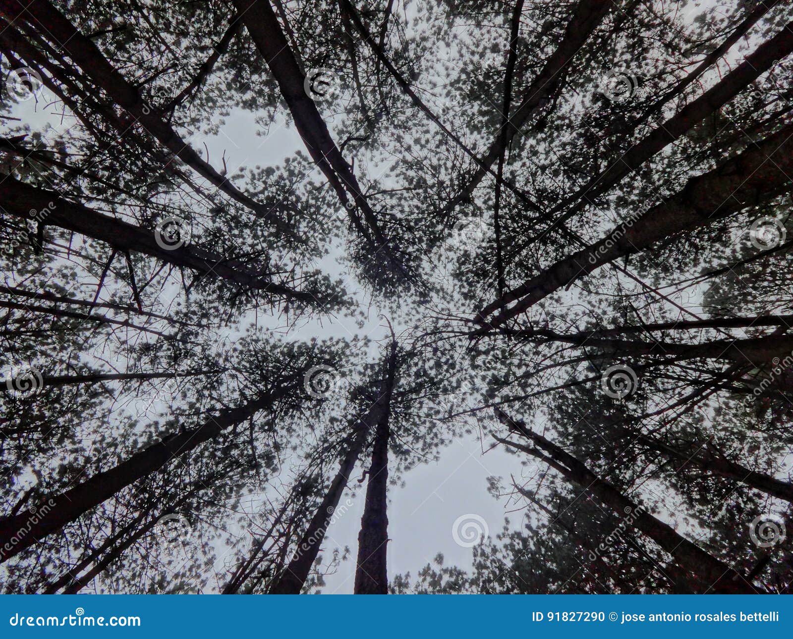 Pine Forest from Another Perspective Stock Photo - Image of magic ...