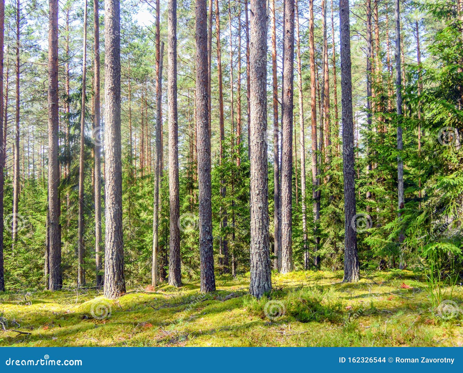 Pine Forest As Background Frame Stock Photo - Image of park, trunk ...