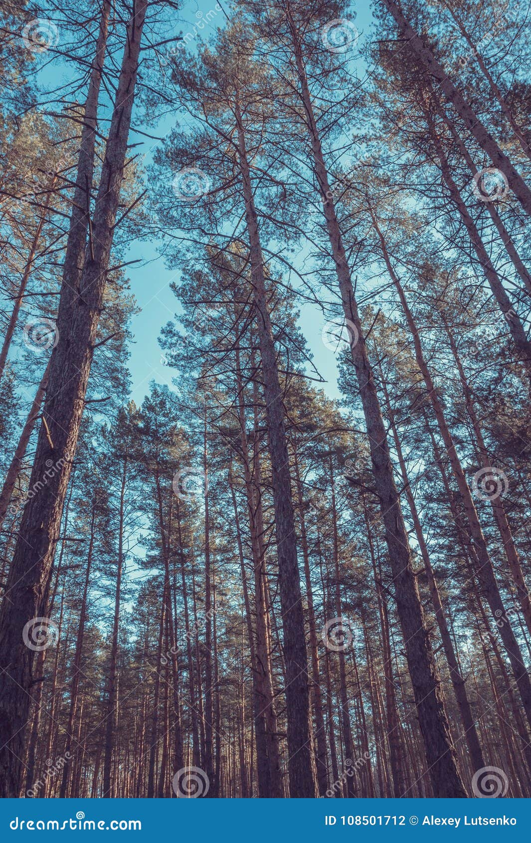 Pine forest in the autumn stock photo. Image of outdoor - 108501712