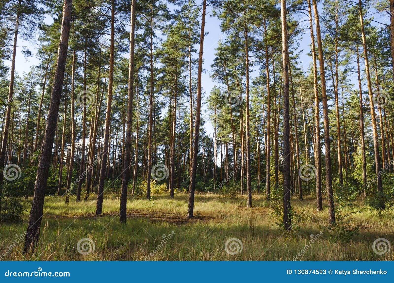 Pine forest in autumn stock image. Image of amazing - 130874593