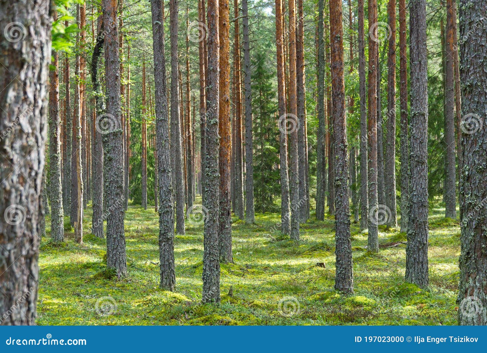 Pine Forest in Baltic Countries, Estonia Stock Photo - Image of green ...