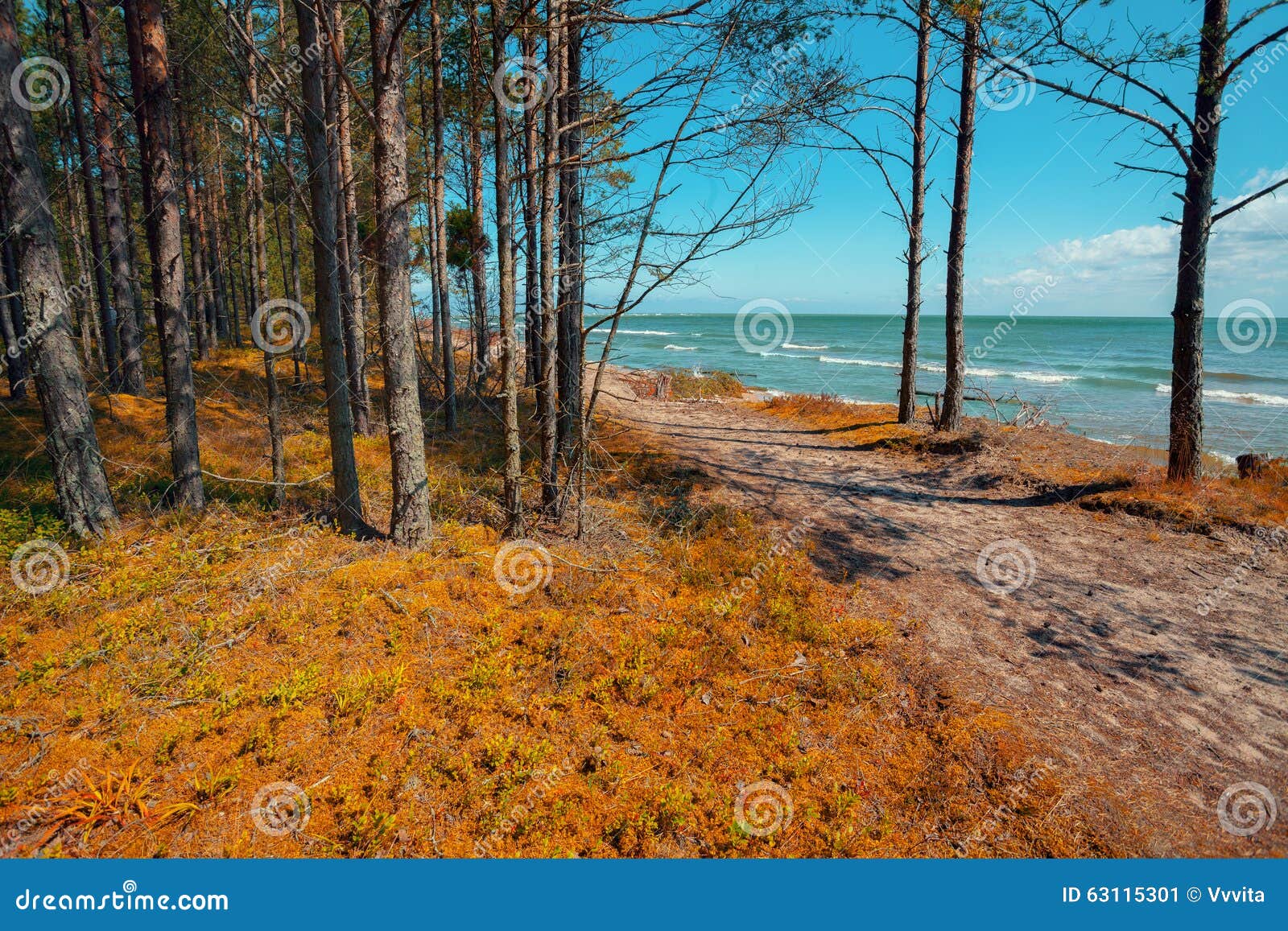 Pine forest on the beach stock image. Image of kolka - 63115301