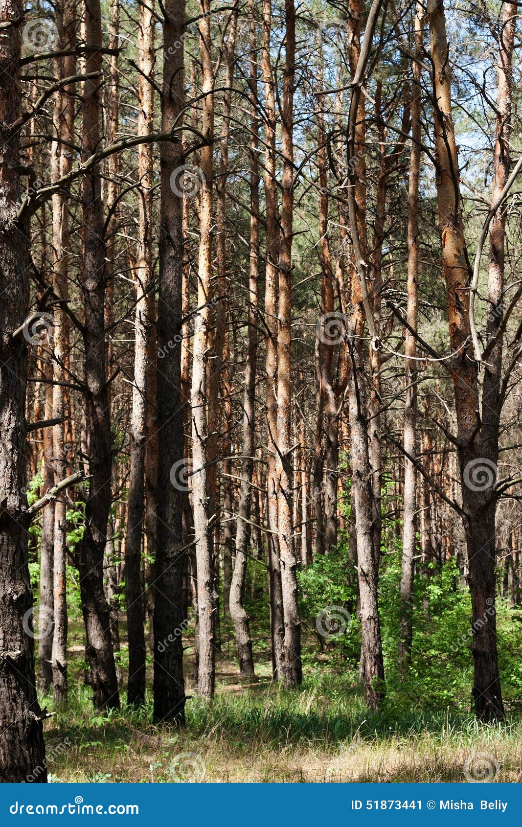 Pine Forest Beautiful Sunny Lots of Greenery Fresh Stock Image - Image ...