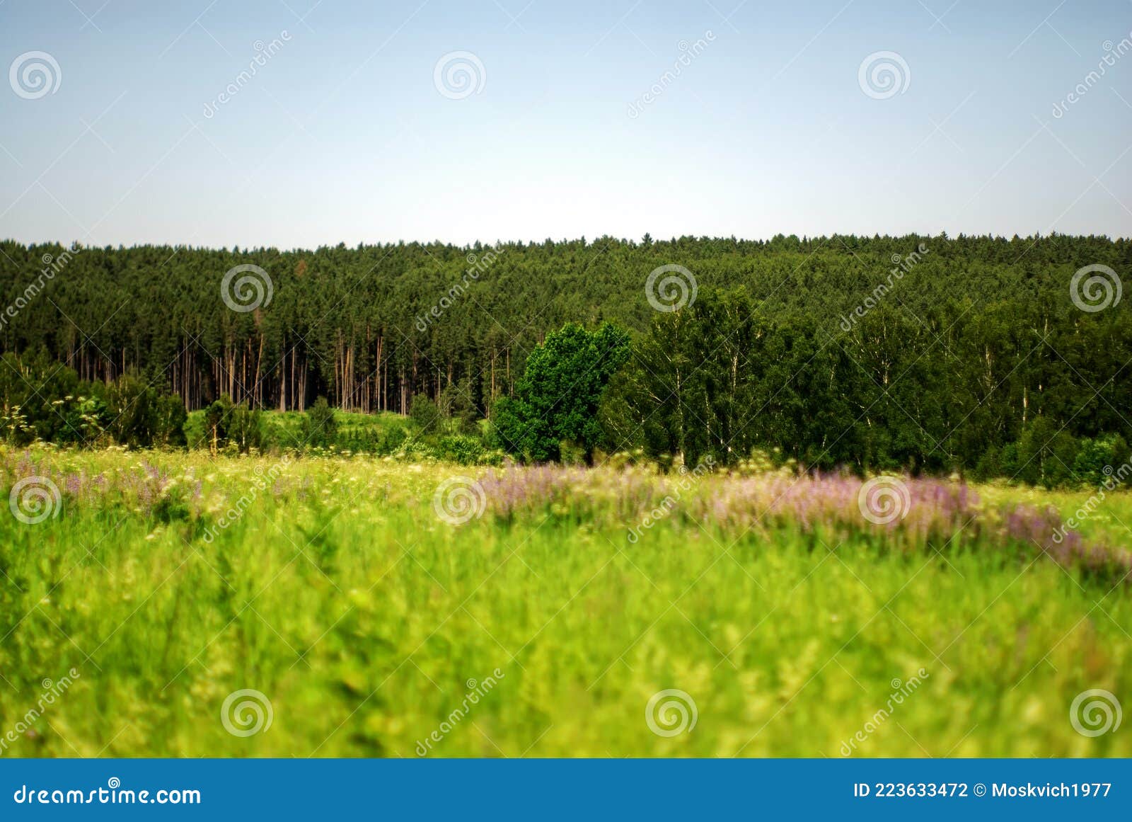 Pine Forest Behind the Field Stock Photo - Image of park, farming ...