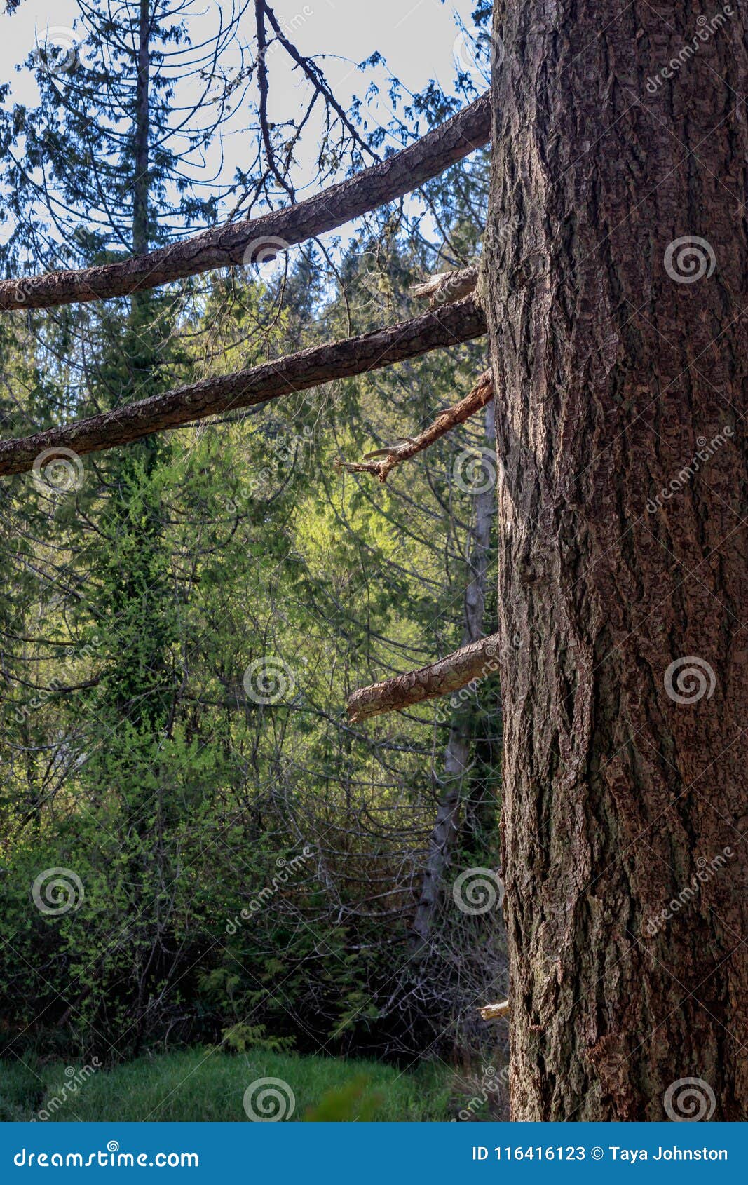 Forest Behind Pine Tree Trunk Stock Image - Image of foliage, brown ...