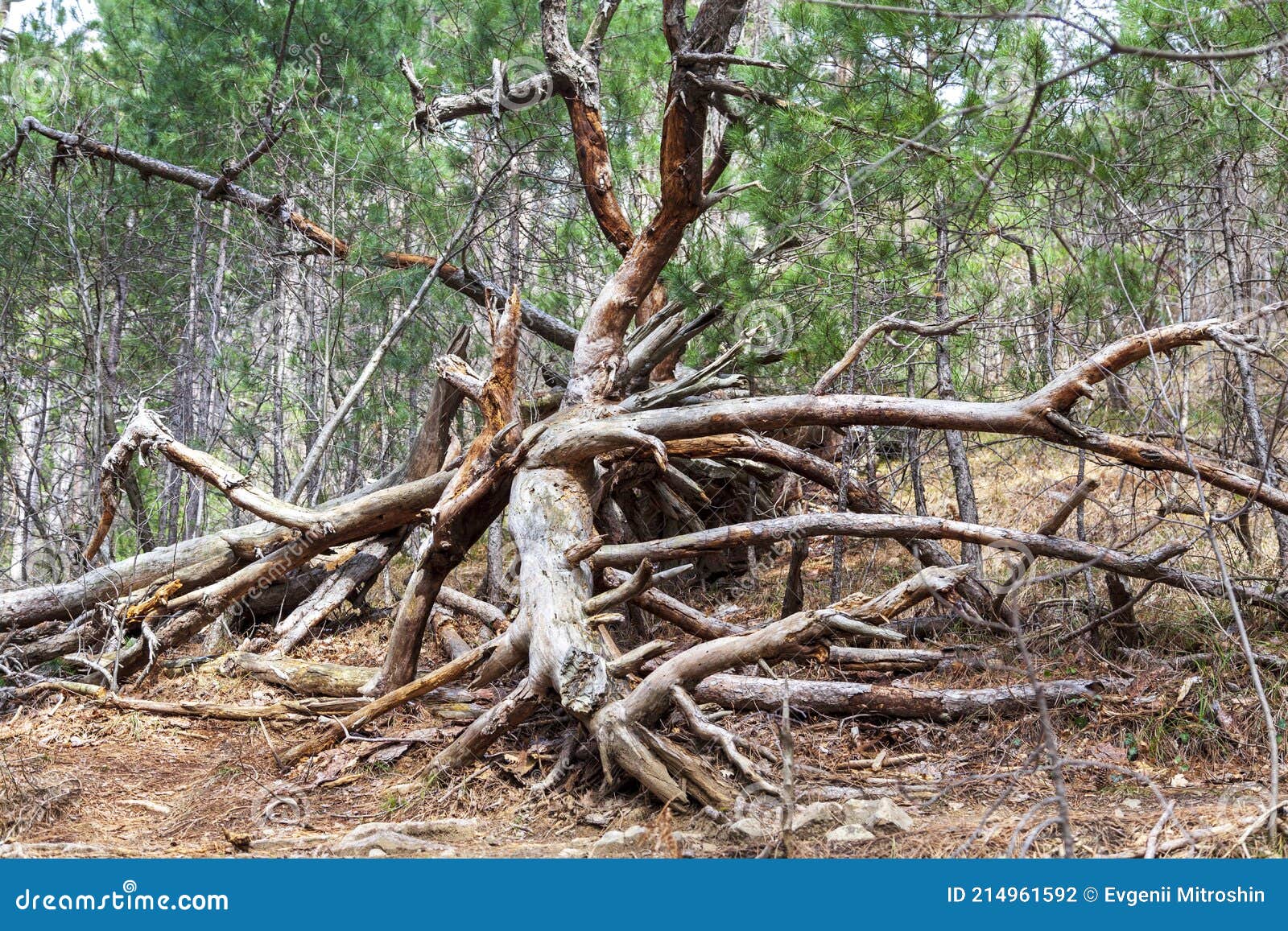 Pine Forest, Big Fallen Tree in the Forest, Beautiful Roots of a Large ...