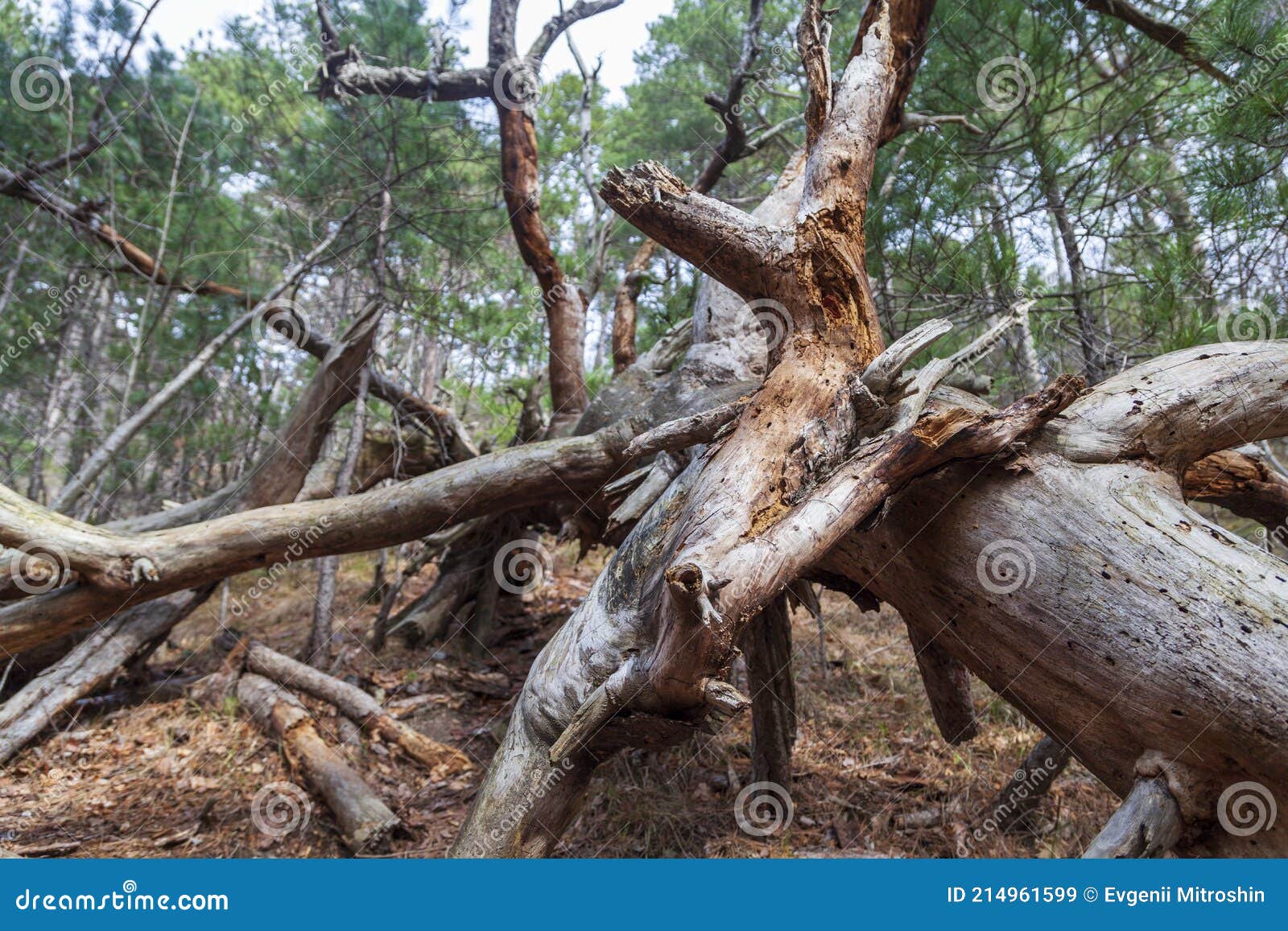 Pine Forest, Big Fallen Tree in the Forest, Beautiful Roots of a Large ...