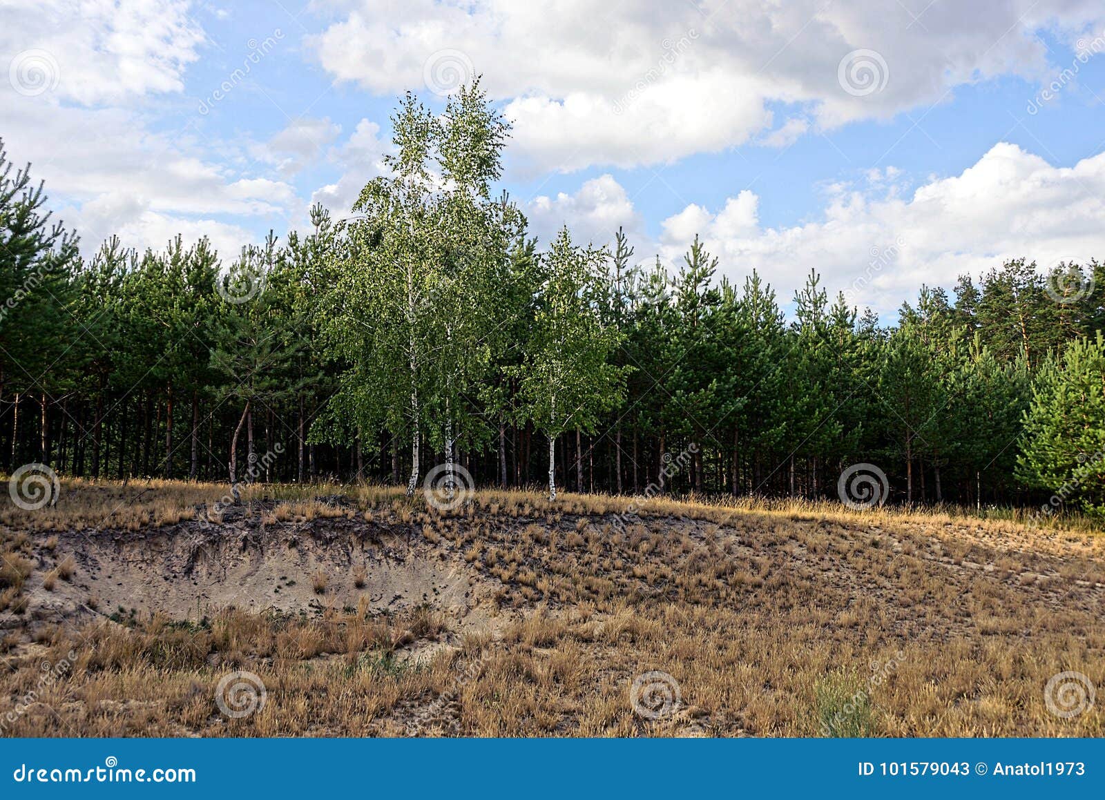 Pine Forest and Birches on the Edge of a Forest Against the Sky Stock ...
