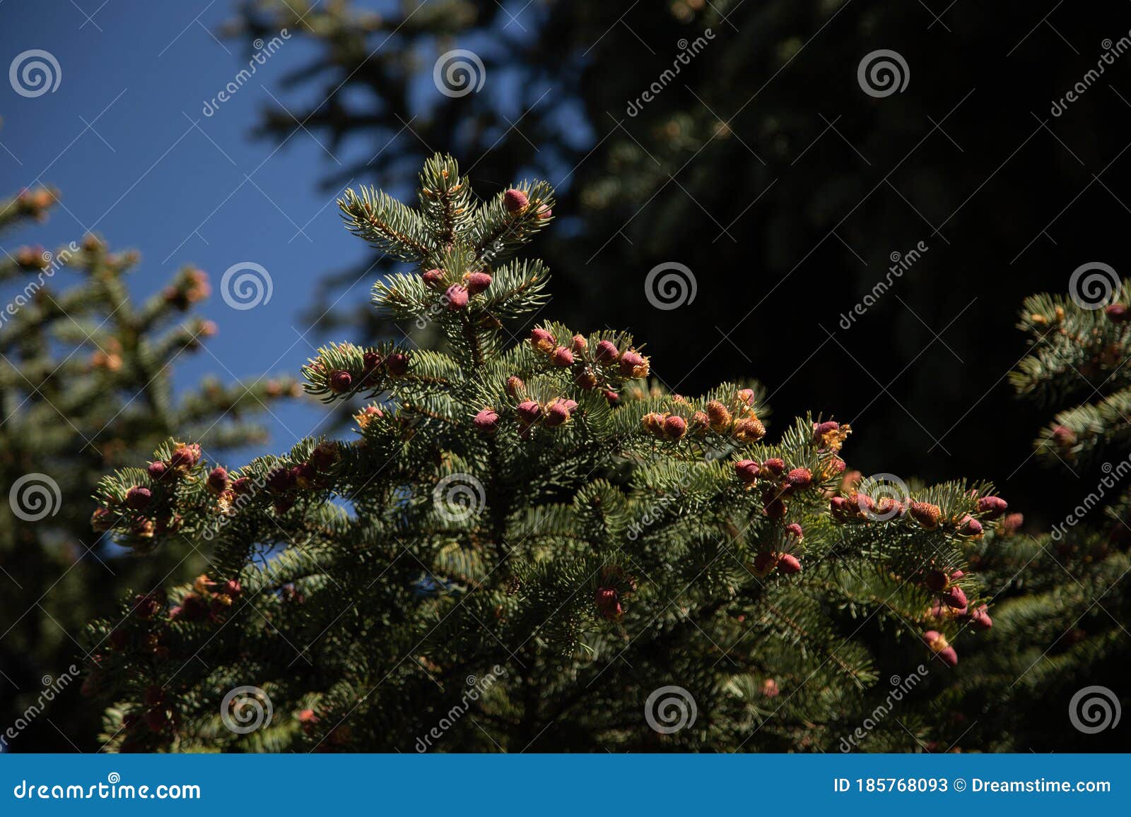 Pine Forest on the Blue Background Stock Image - Image of landscape ...