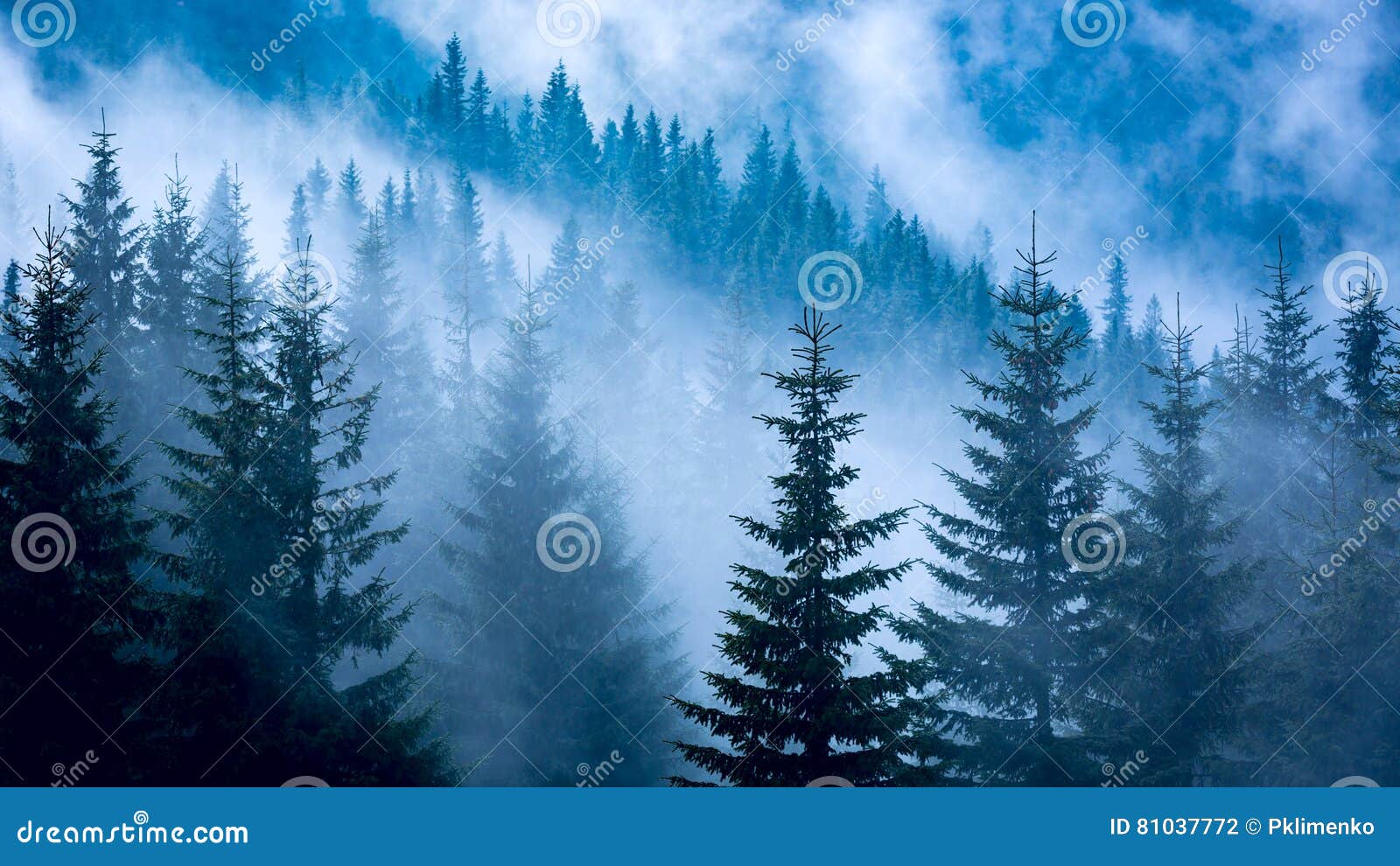 Pine forest in blue fog stock photo. Image of foggy, mysterious - 81037772