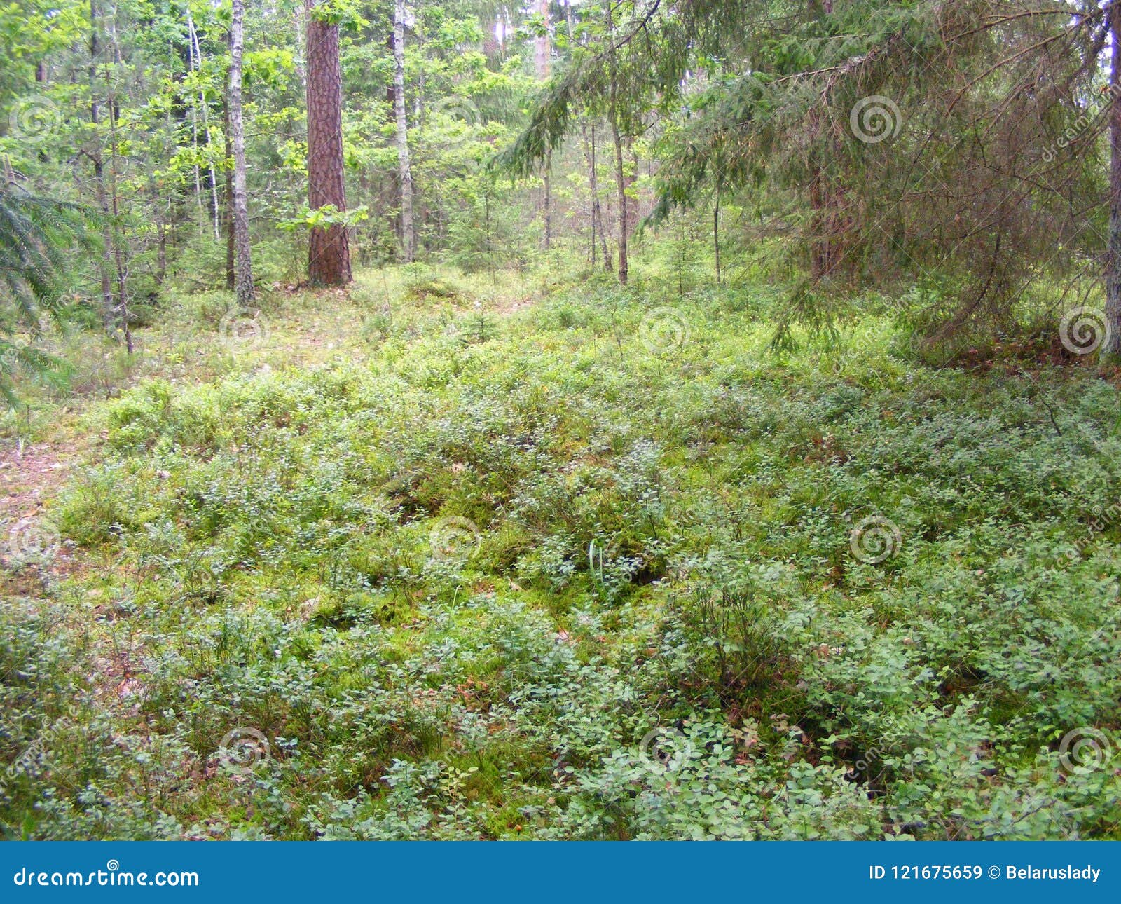 Pine Forest with Blueberry Bushes, Belarus Stock Image - Image of berry ...