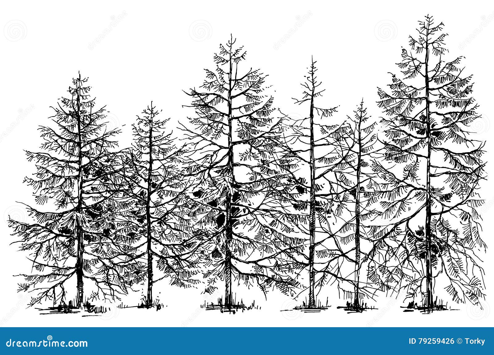 Pine forest border stock vector. Illustration of forrest - 79259426
