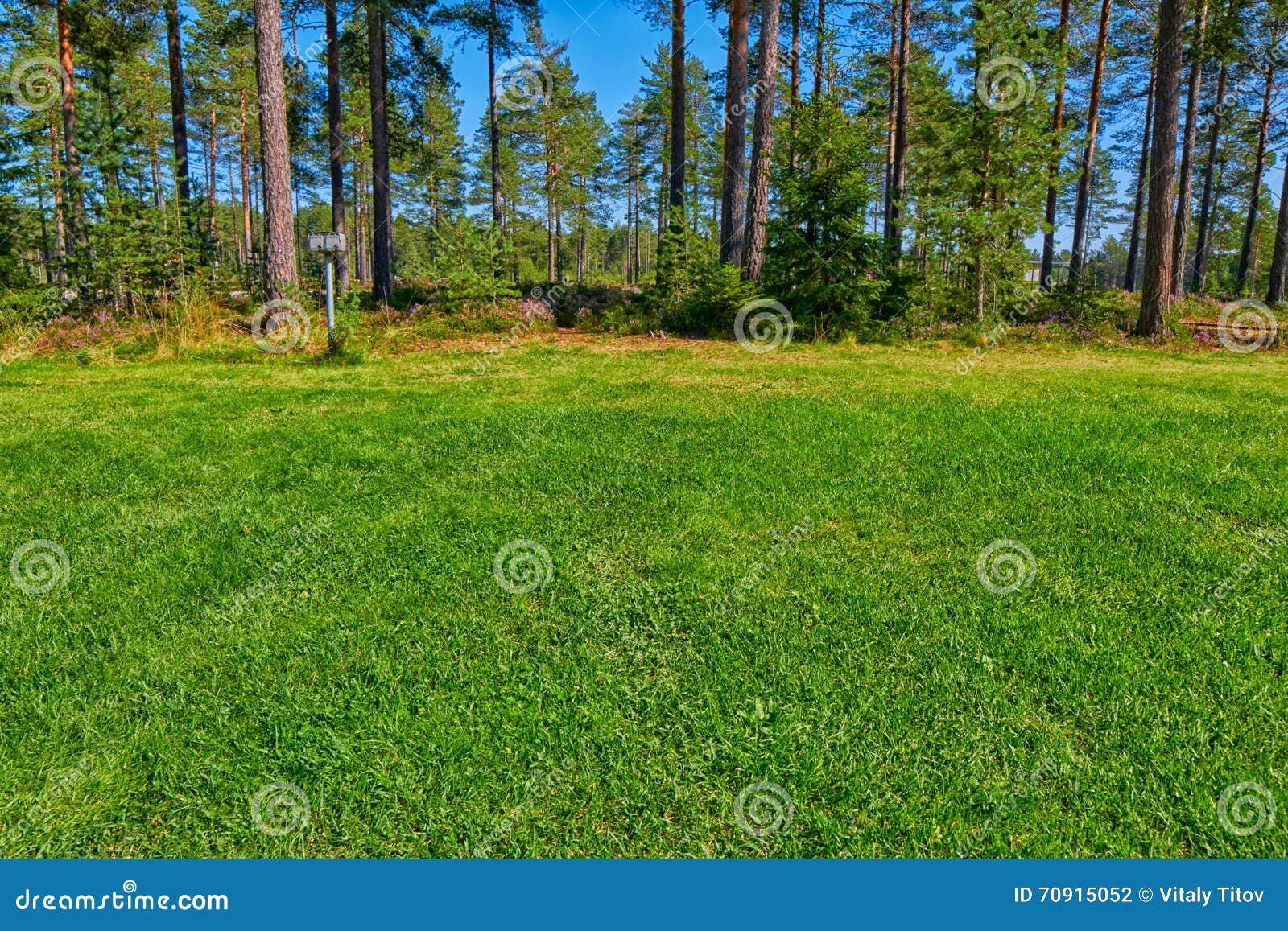 Pine forest Campsite Pitch stock photo. Image of campground - 70915052