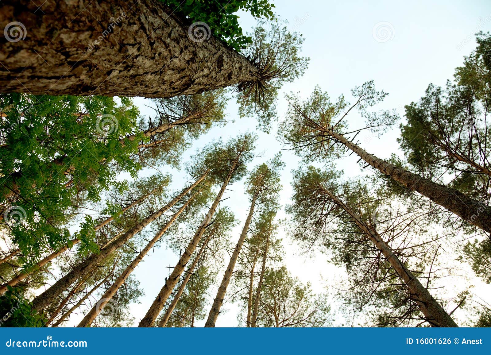 Pine forest canopy stock photo. Image of height, nature - 16001626