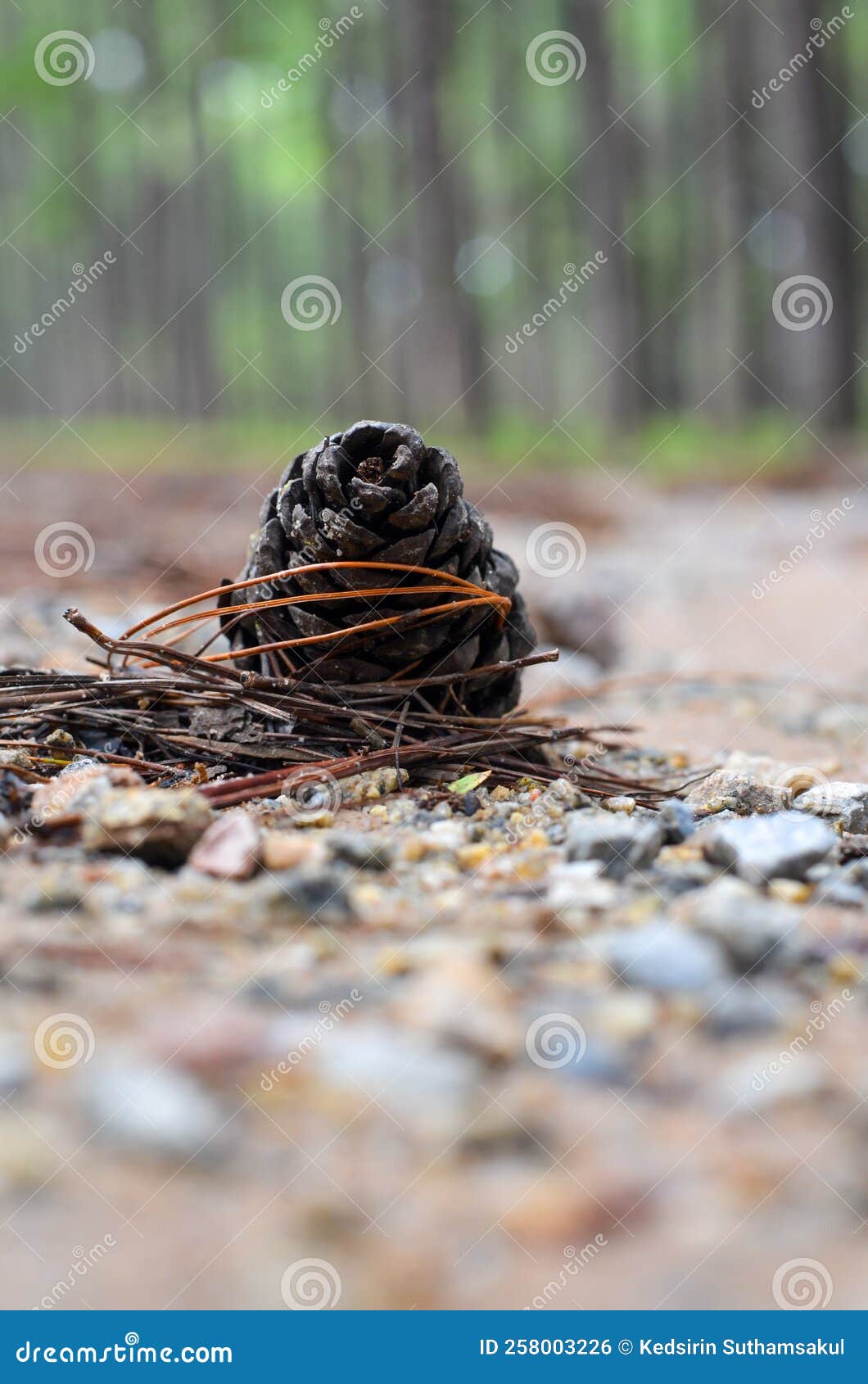 Dried Pine Cones Falling on the Ground Stock Photo - Image of evergreen ...