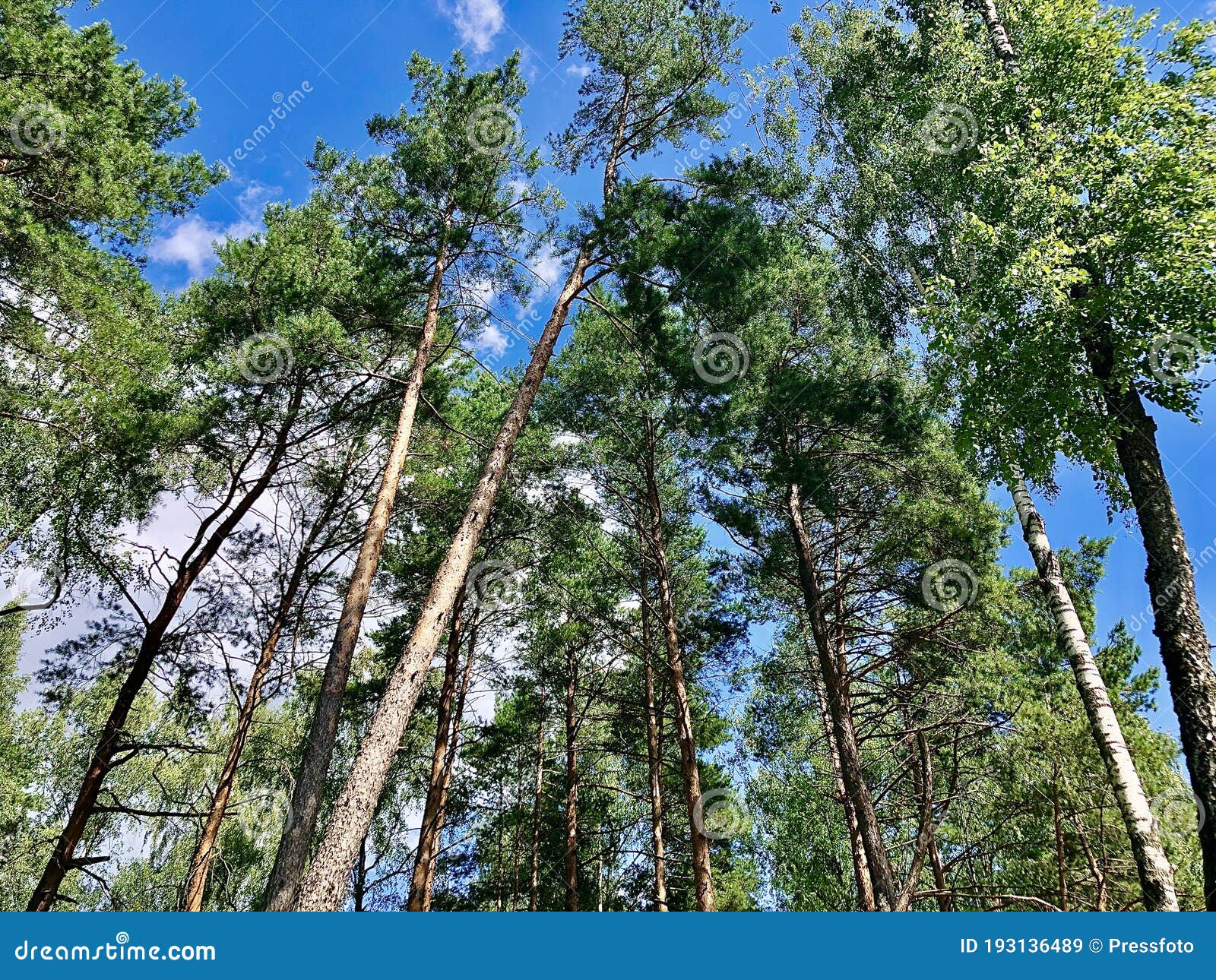 Pine Forest Clean Air stock image. Image of belarus - 193136489