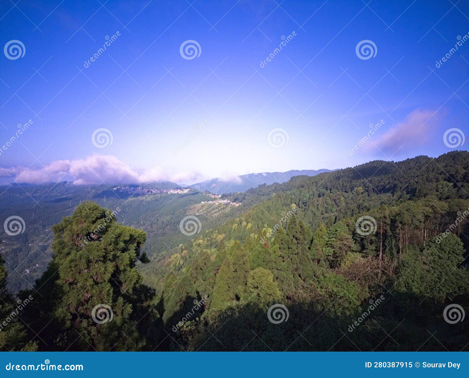 Pine Forest in a Clear Sunny Bright Day Stock Image - Image of ...