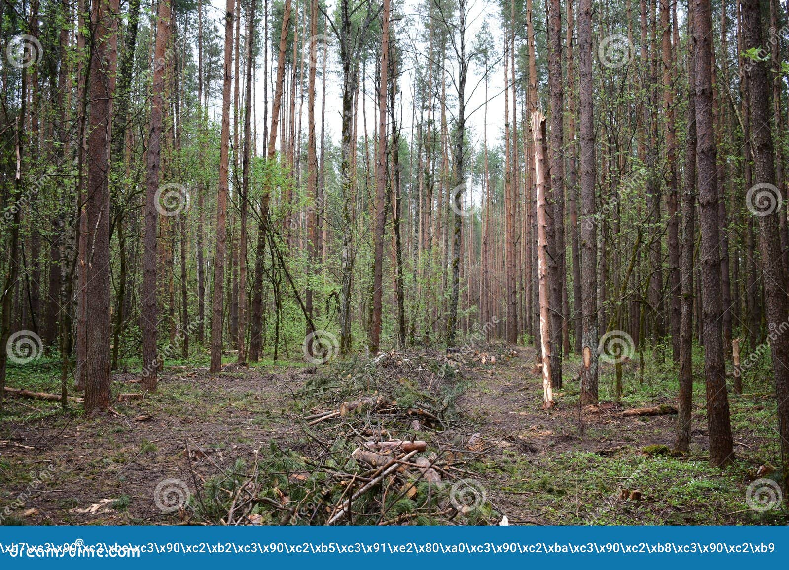 In a Pine Forest on a Clearing Cut Down, Trees. Logging, Branches. the ...