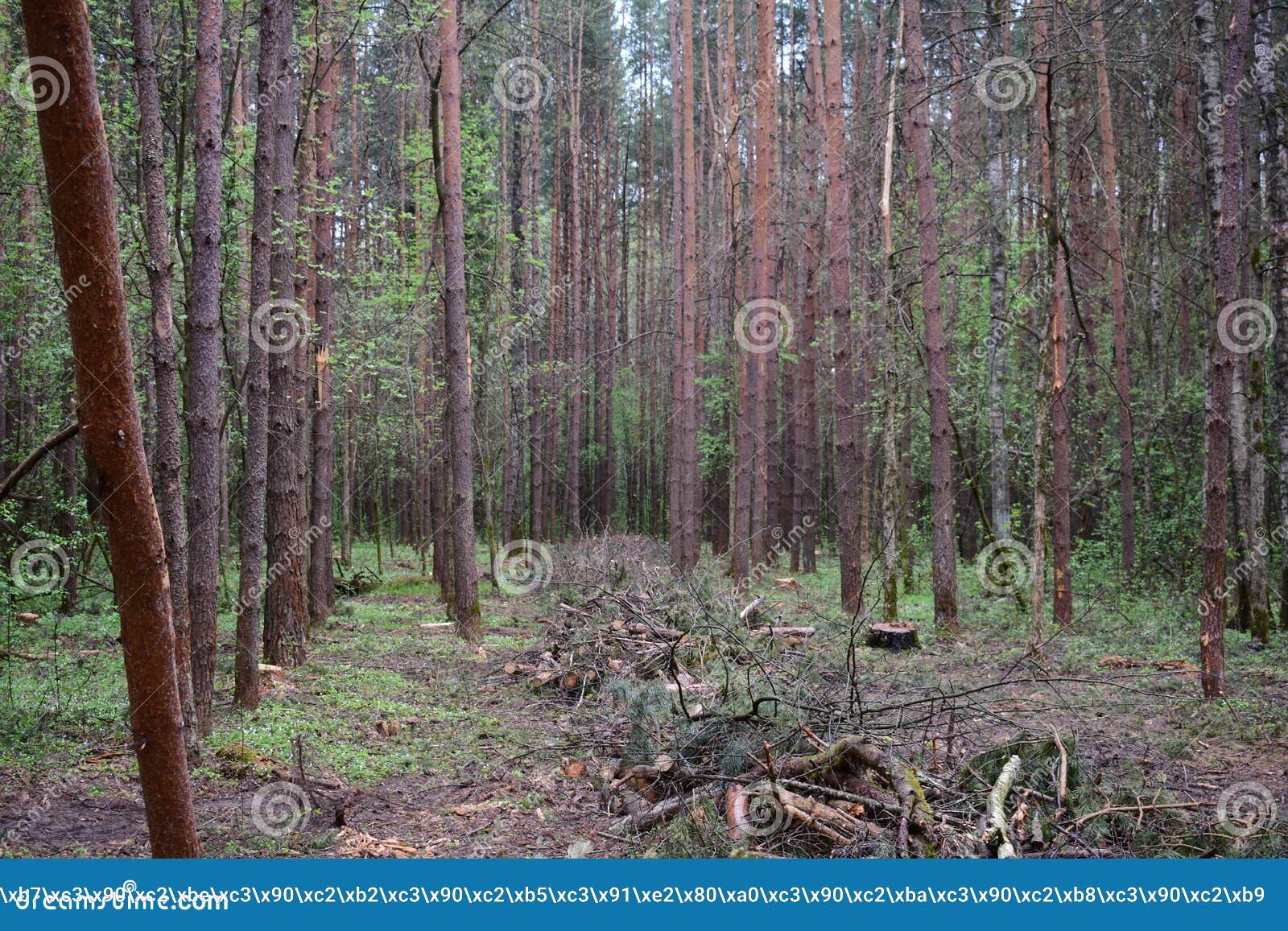 In a Pine Forest on a Clearing Cut Down, Trees. Logging, Branches. the ...