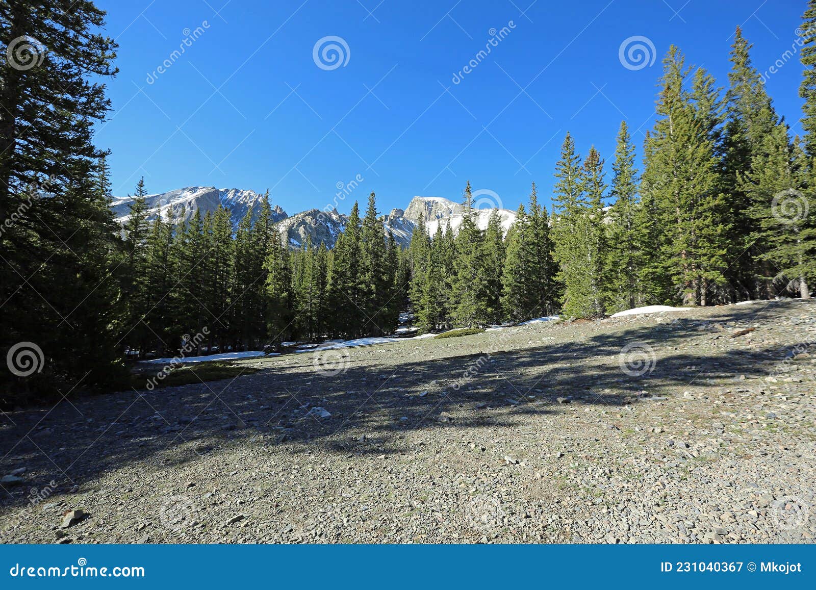 Pine Forest and the Clearing in Great Basin NP Stock Image - Image of ...