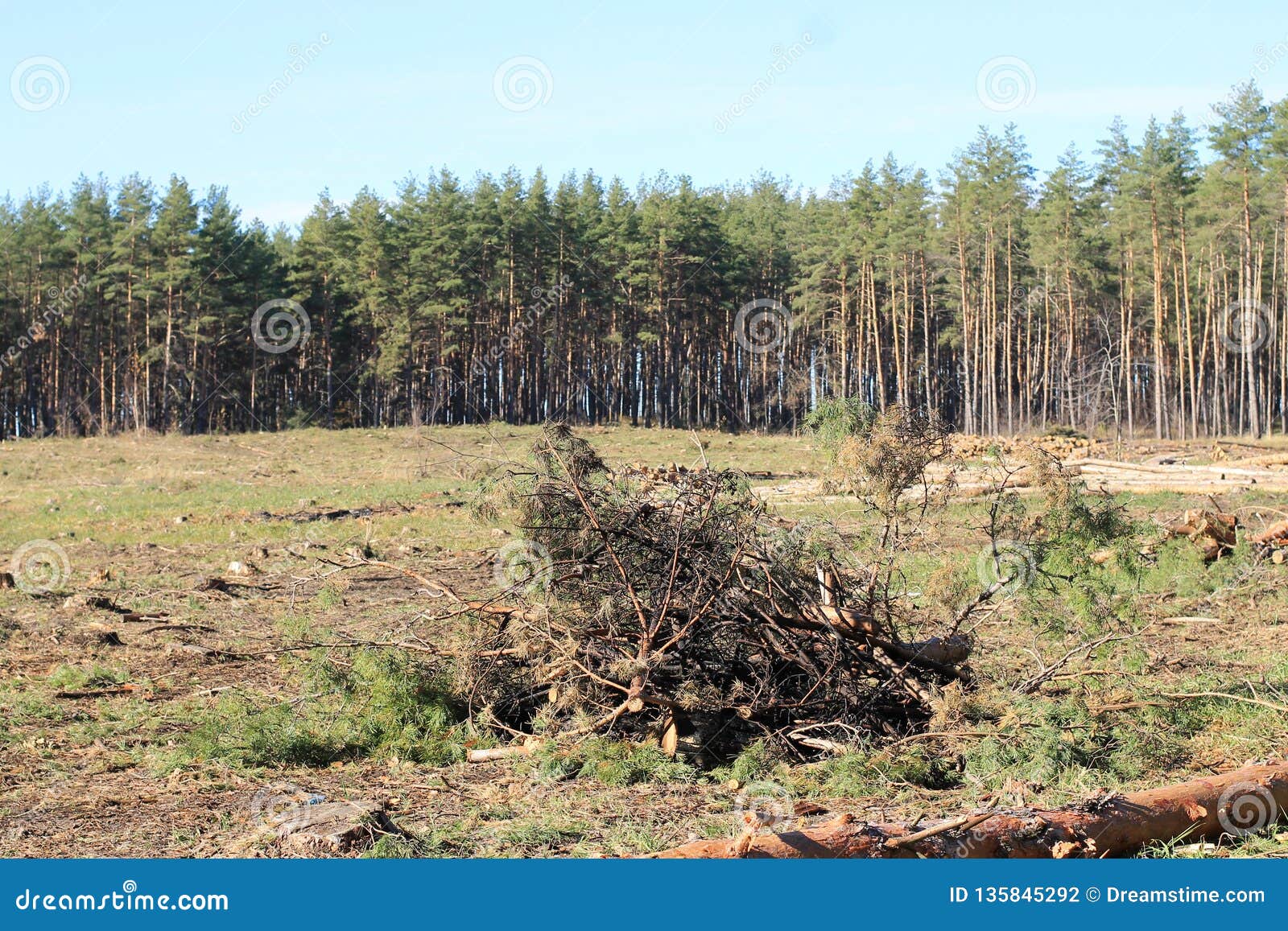 Pine, Pine Forest, Deforestation, Summer Stock Photo - Image of flows ...
