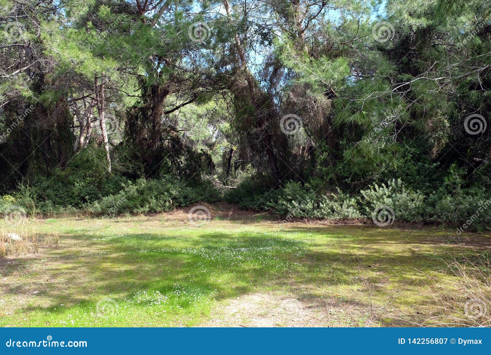 Pine Forest Clearing in the Woods in Spring Day Front View Stock Image ...