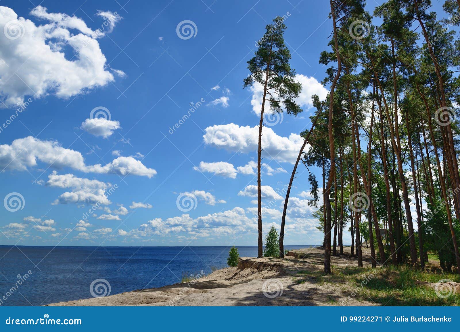 Pine Forest and Coast Cliff Stock Image - Image of horizon, cumulus ...