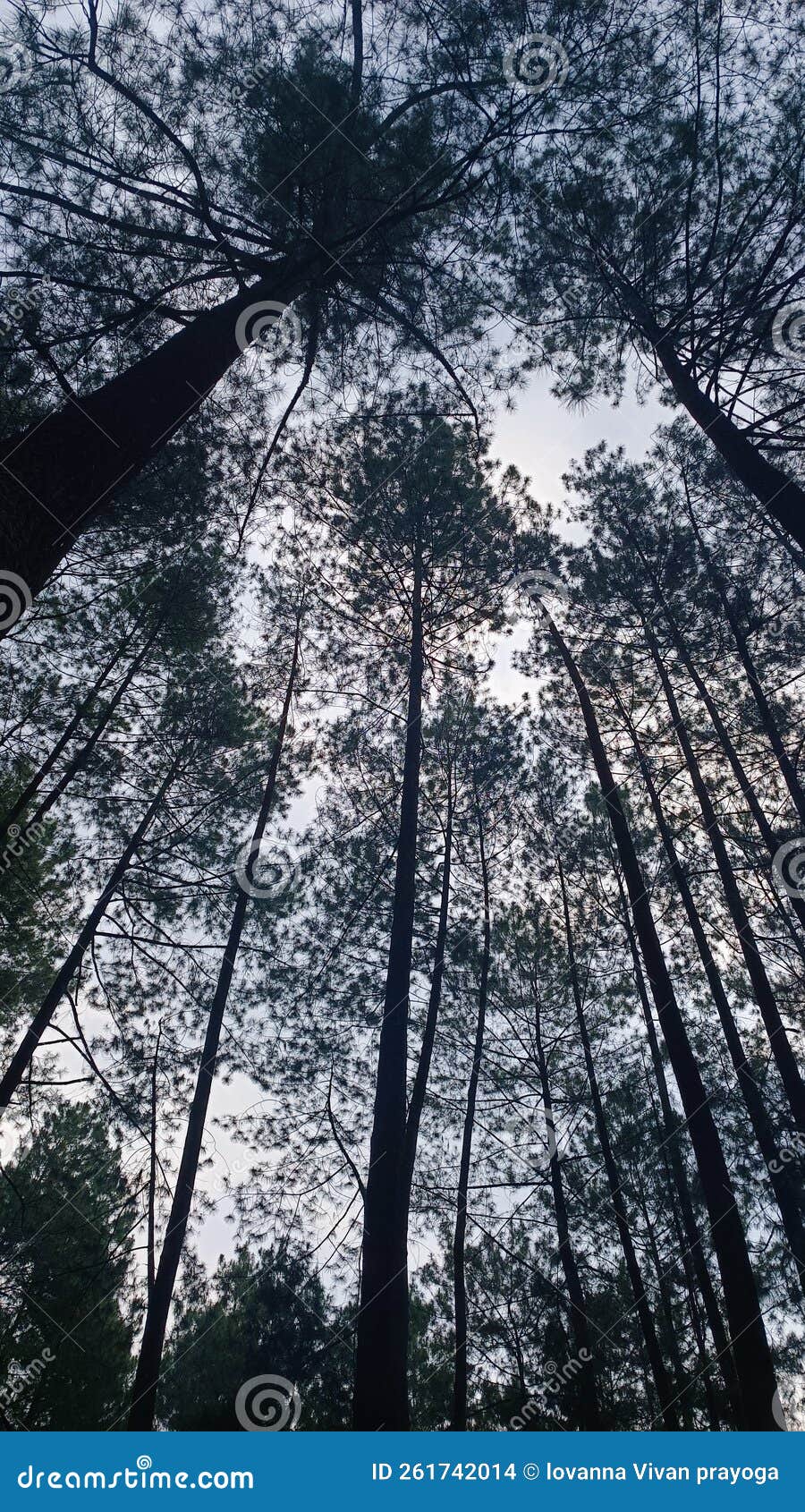 Pine Forest is a Collection of Pine Trees that Stand and Grow Above the ...