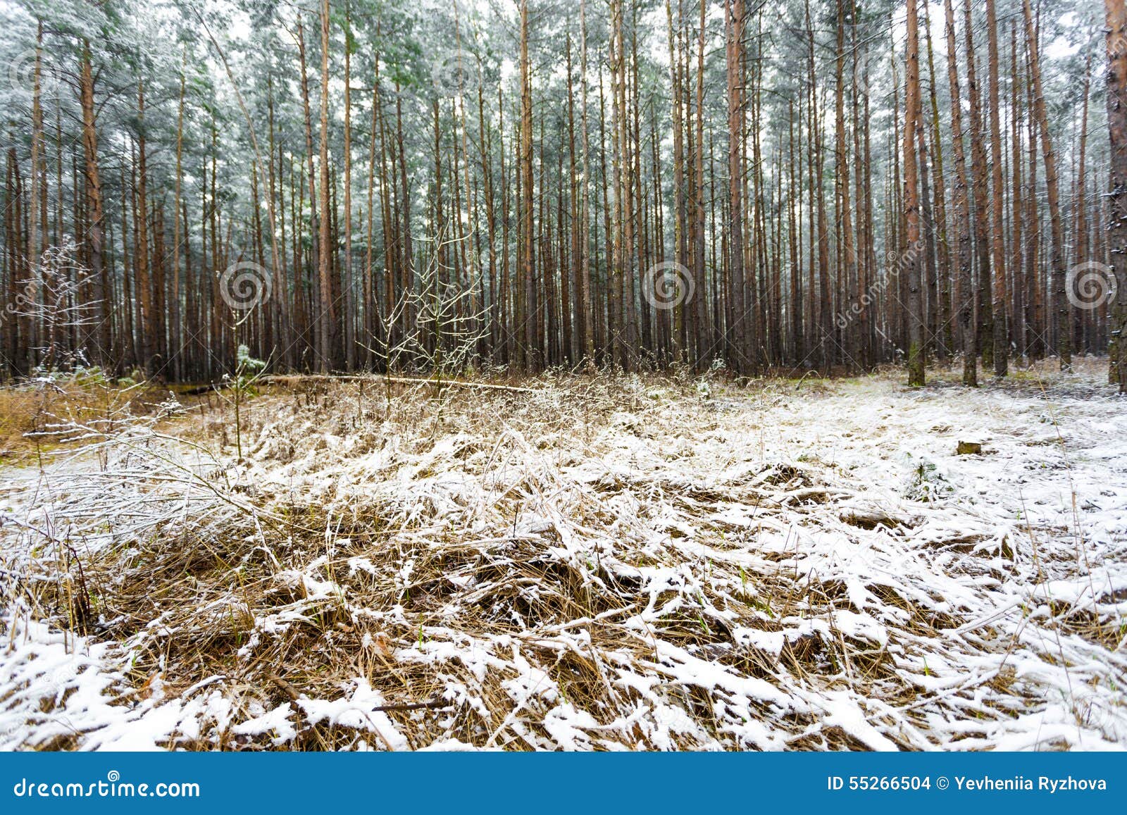 Pine Forest Covered by Melting Snow at Spring Day Stock Photo - Image ...