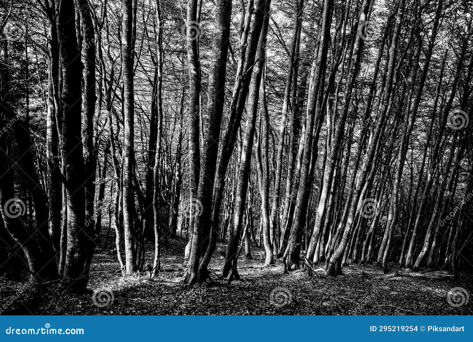 Dark and Strange Atmosphere in the Pine Forest with Lined Up Trees ...