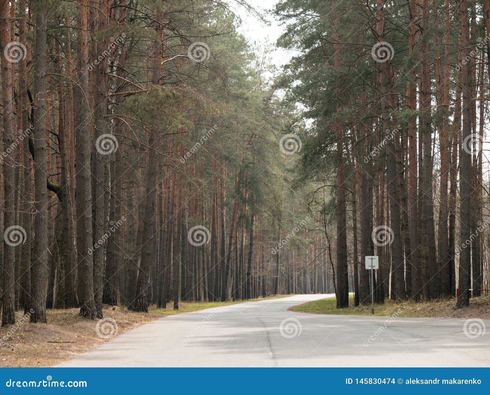 Pine Forest. Deaf Forest Road Stock Photo - Image of backpack, freedom ...
