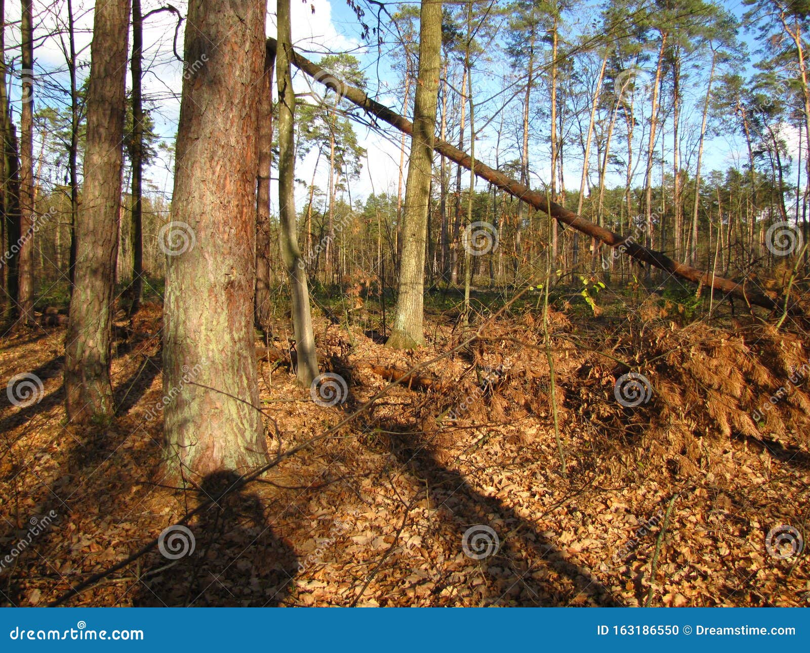 Pine Forest and Deforestation, Autumn Tree Shadows Stock Photo - Image ...