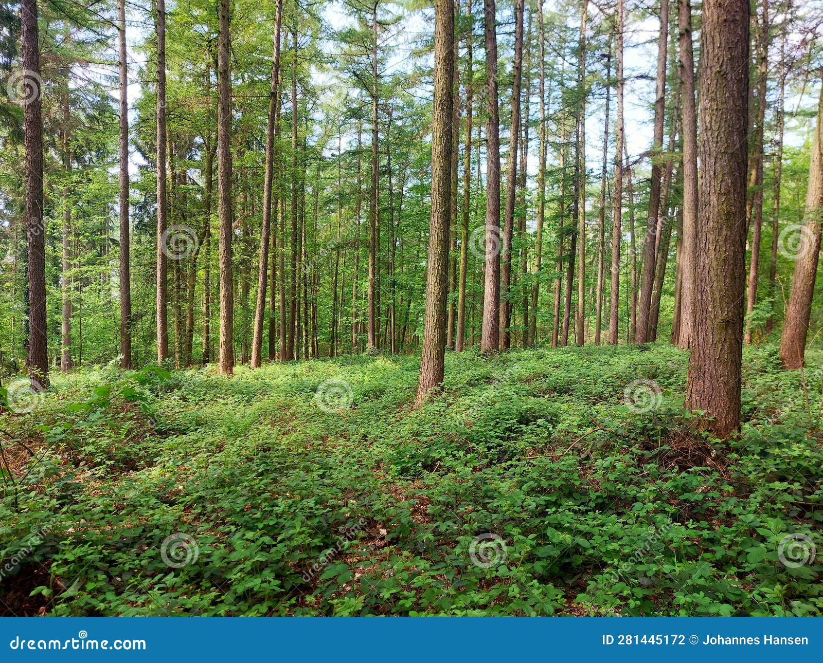 Pine Forest with Dense Undergrowth in Spring Stock Photo - Image of ...