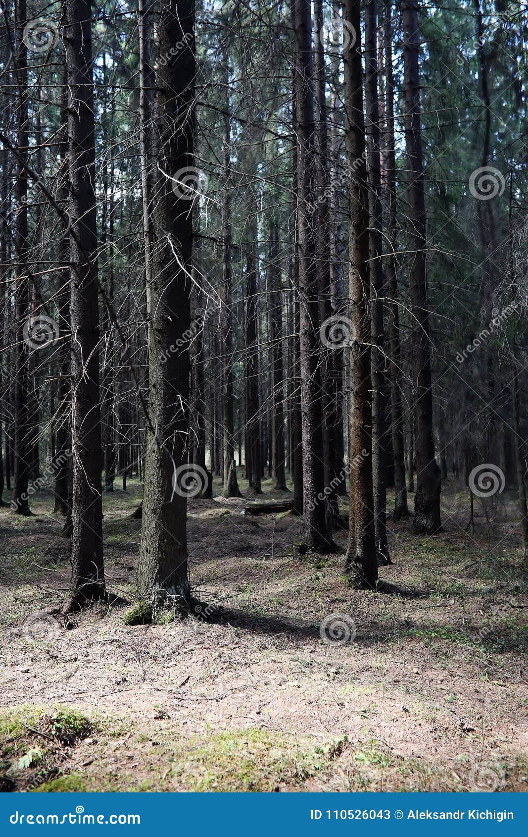 Pine Forest. Depths of a Forest. Journey through Forest Paths. T Stock ...