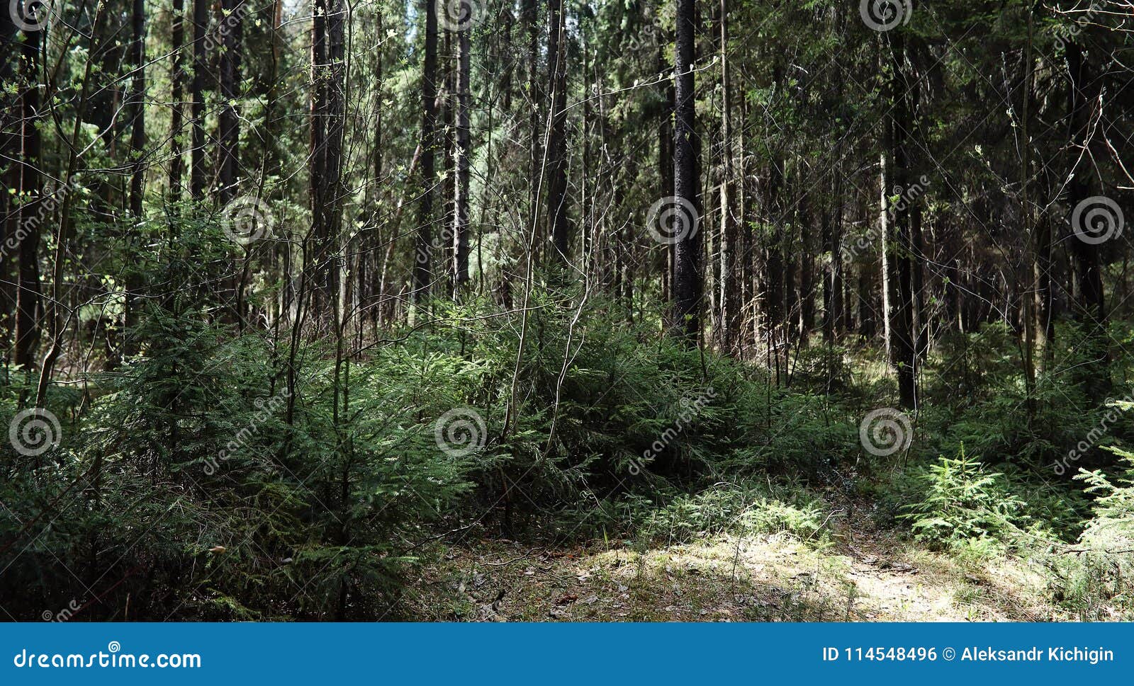 Pine Forest. Depths of a Forest. Journey through Forest Paths. T Stock ...