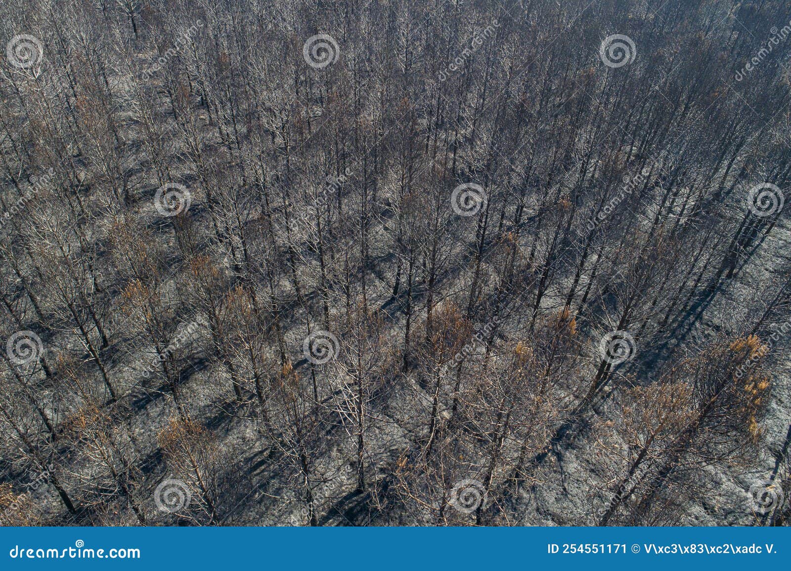 AERIAL VIEW of a PINE FOREST DEVASTATED by FOREST FIRE Stock Image ...