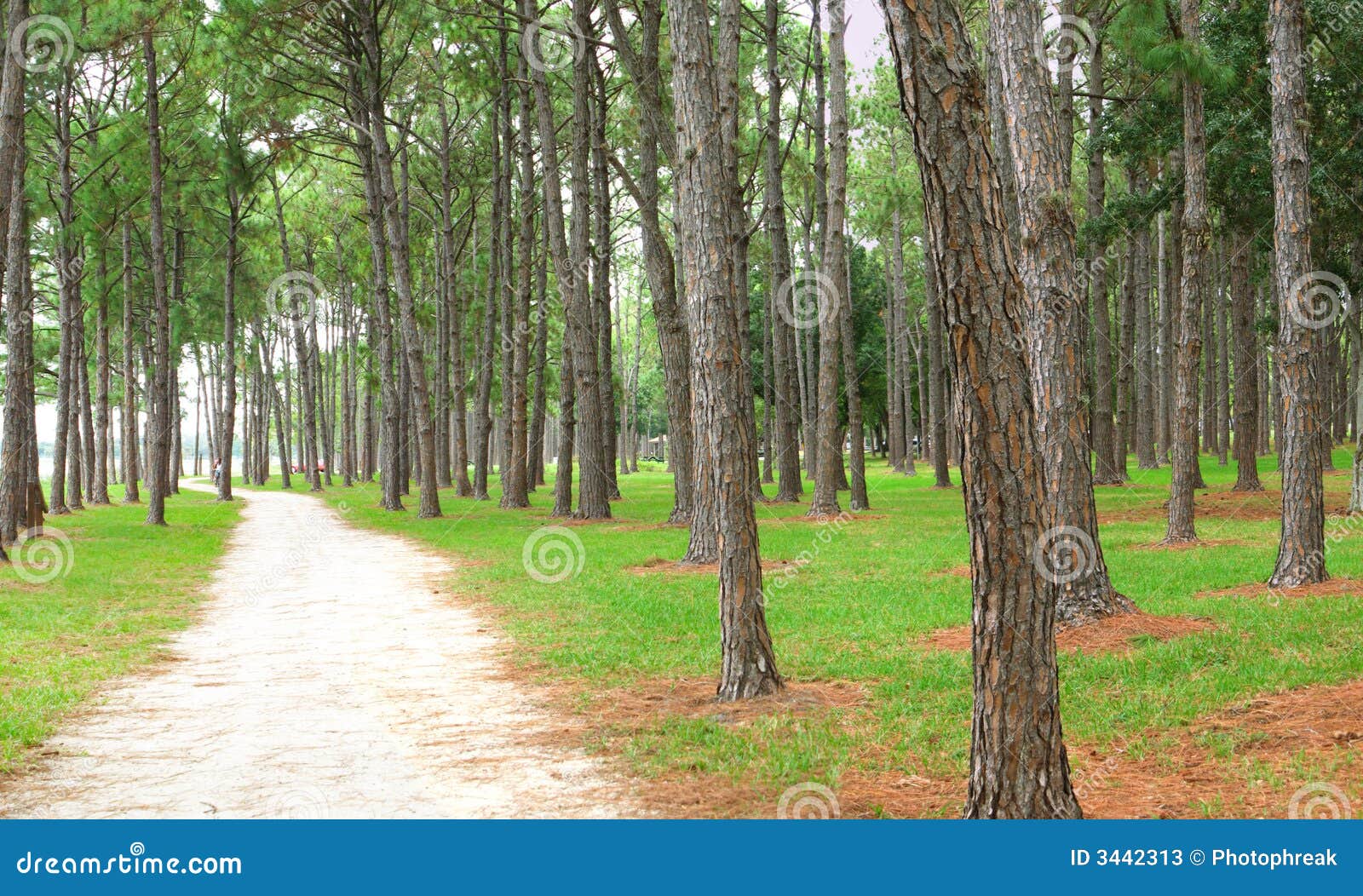 Pine forest and dirt path stock image. Image of wood, outdoor - 3442313