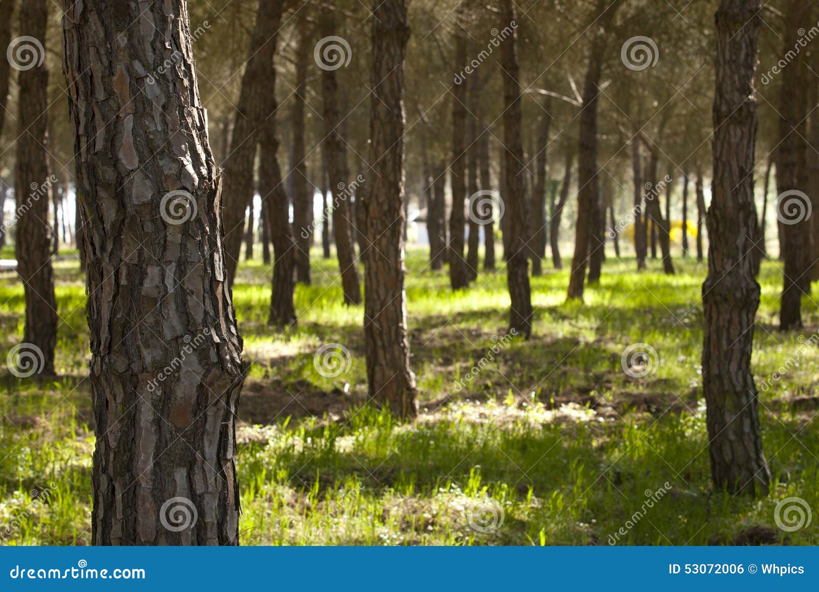 Pine Forest at Donana National Park Stock Photo - Image of pinus ...