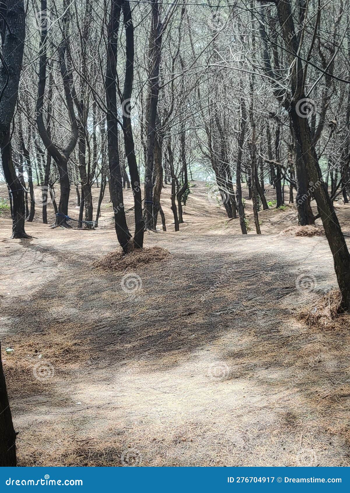 The Pine Forest is Dying and Drying Up Stock Image - Image of pine ...