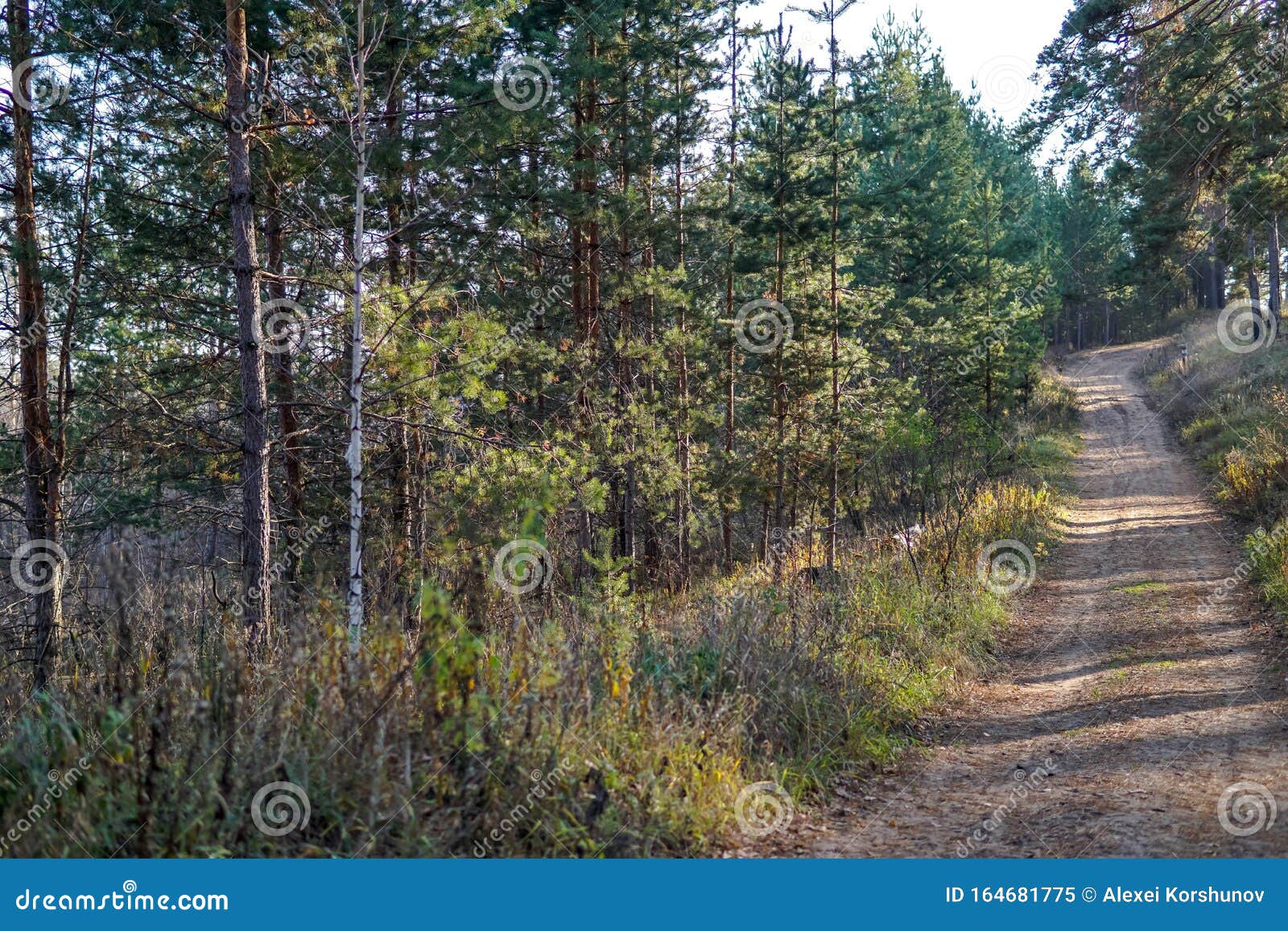 Pine Forest. Early Autumn. Forest Paths Stock Image - Image of path ...