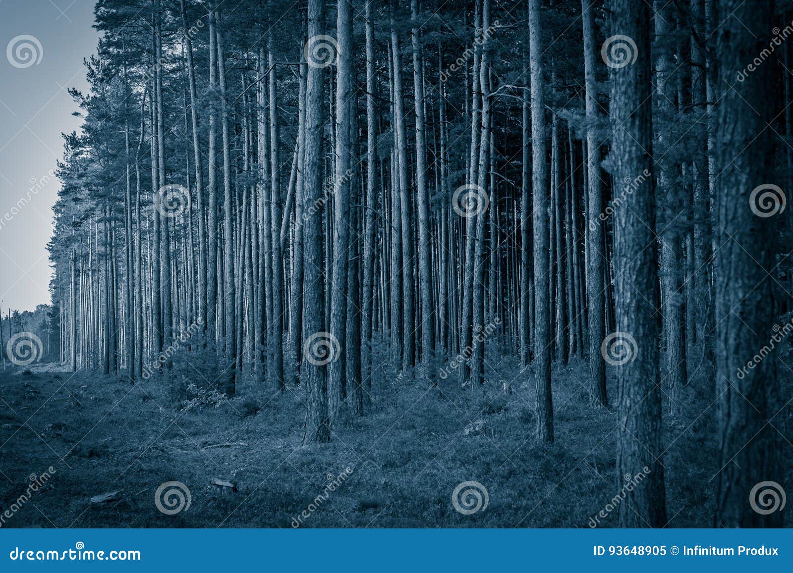 Pine forest in Europe stock image. Image of light, slice - 93648905