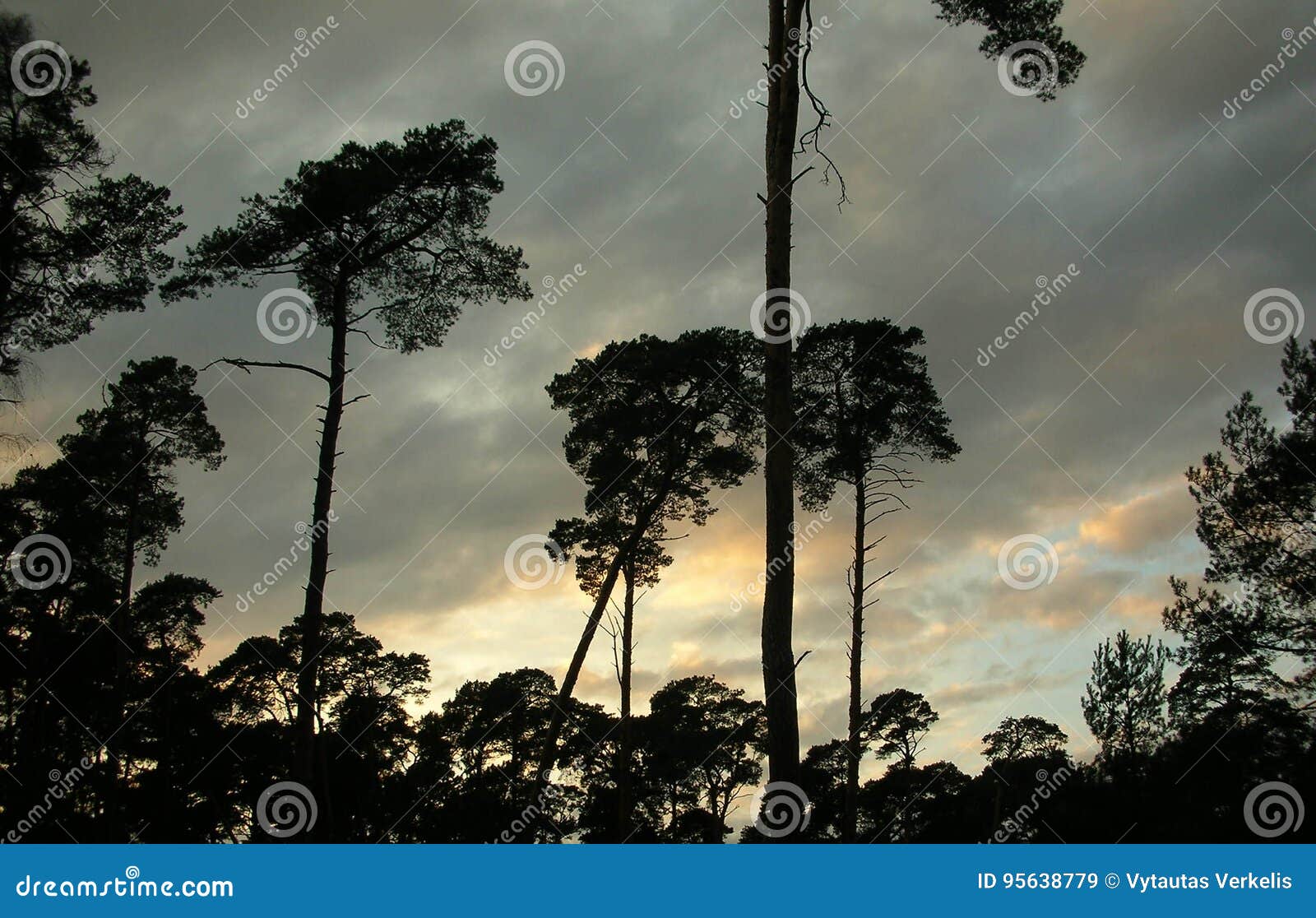 Pine forest in the Evening stock image. Image of natural - 95638779