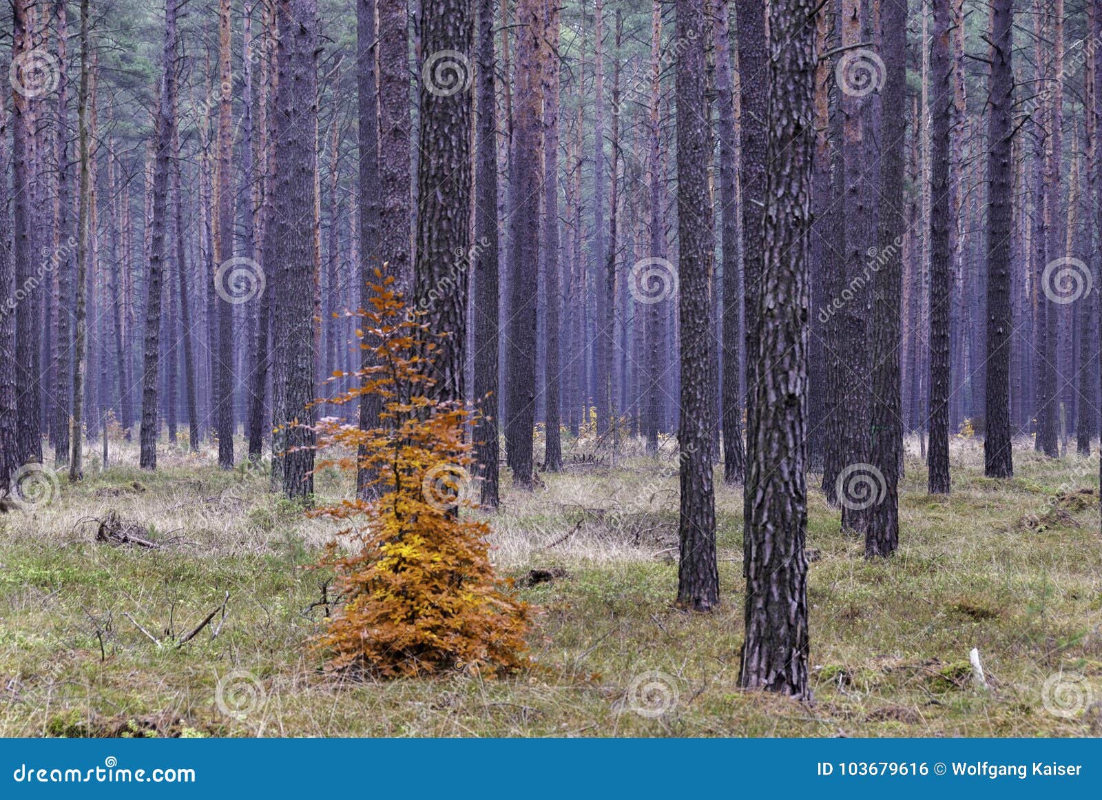 Pine forest in fall stock photo. Image of single, pine - 103679616