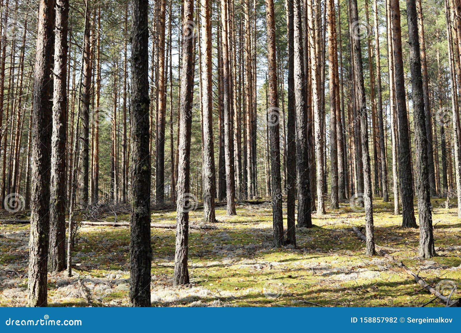 Pine Forest in the Fall. Rays of the Sun Illuminate Trees and Moss ...