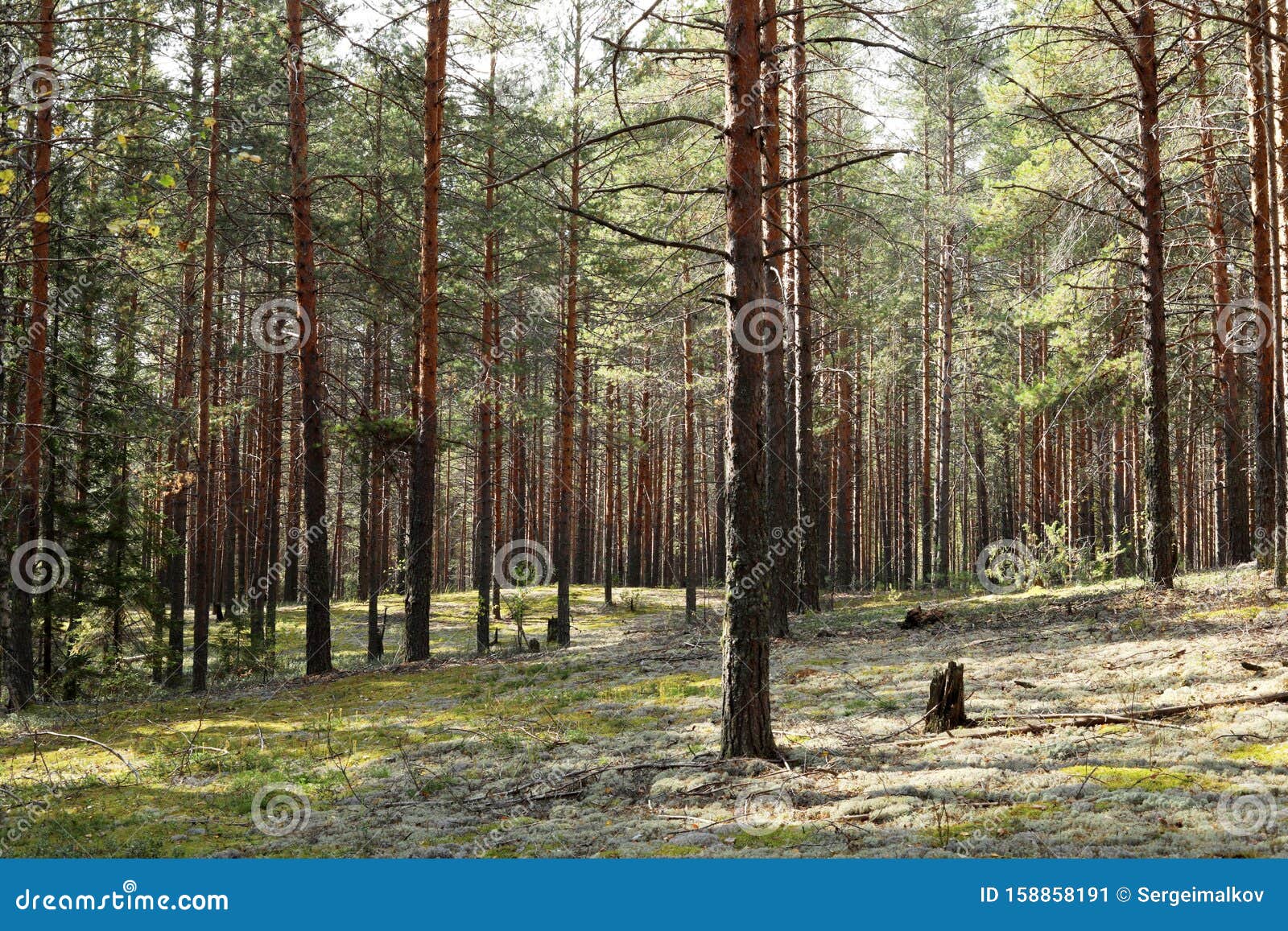 Pine Forest in the Fall. Rays of the Sun Illuminate Trees and Moss ...