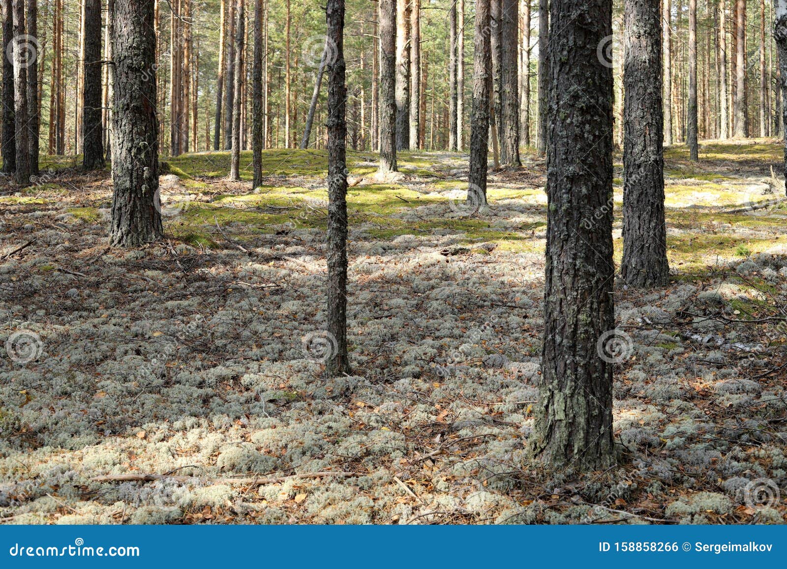 Pine Forest in the Fall. Rays of the Sun Illuminate Trees and Moss ...