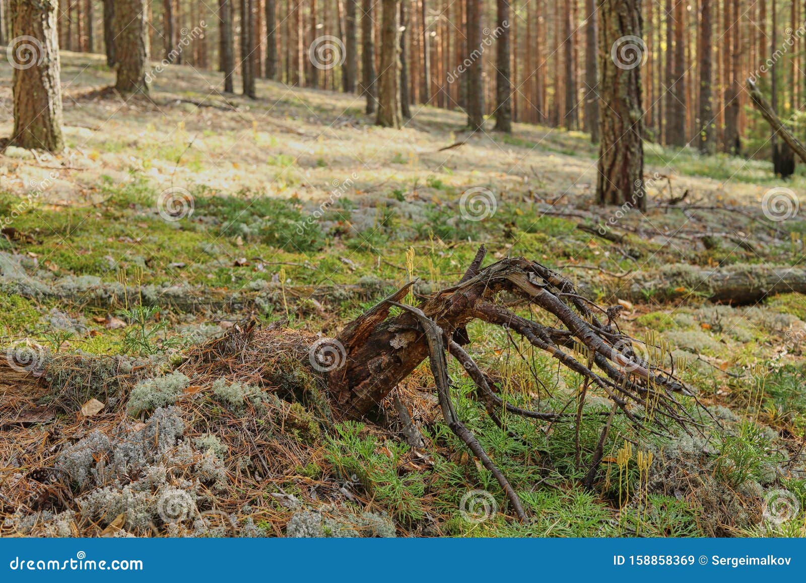 Pine Forest in the Fall. Rays of the Sun Illuminate Trees and Moss ...